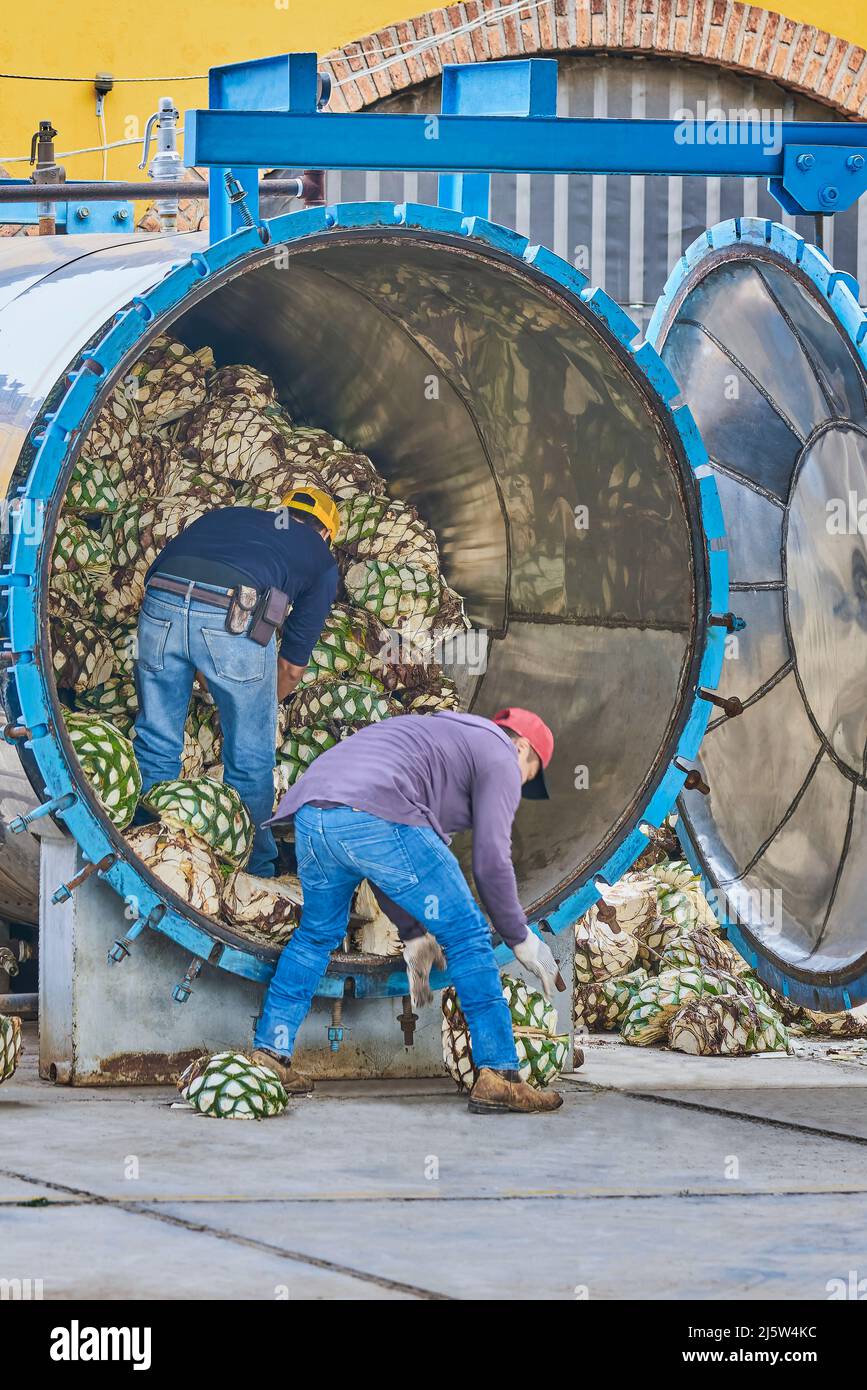 Man piling agave in oven ready to steam it Stock Photo - Alamy