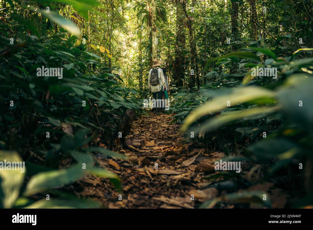 people walking across a trail in the Tambopata rainforest Stock Photo ...
