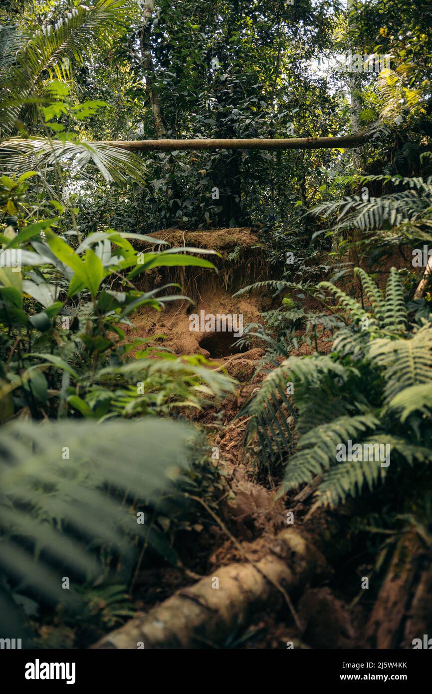some overturned logs in a tropical forest with a clay lick Stock Photo ...