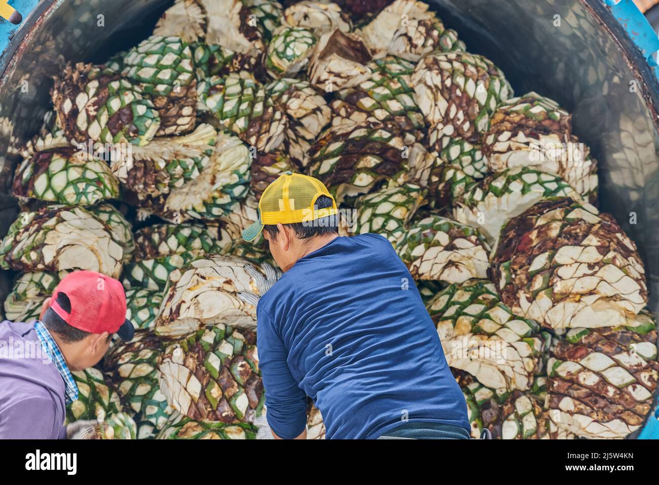 Man piling agave in oven ready to steam it Stock Photo - Alamy