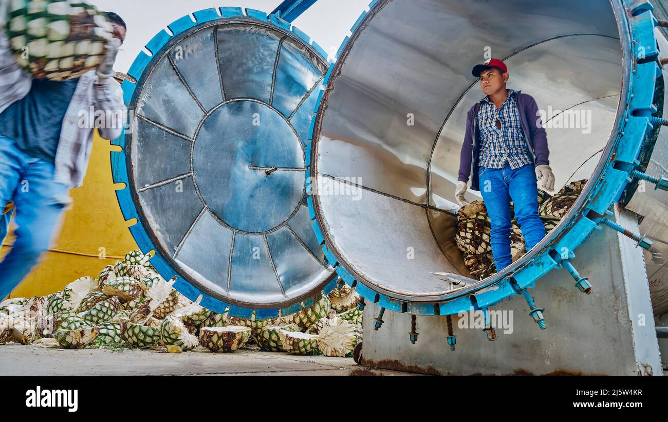 Man piling agave in oven ready to steam it Stock Photo - Alamy