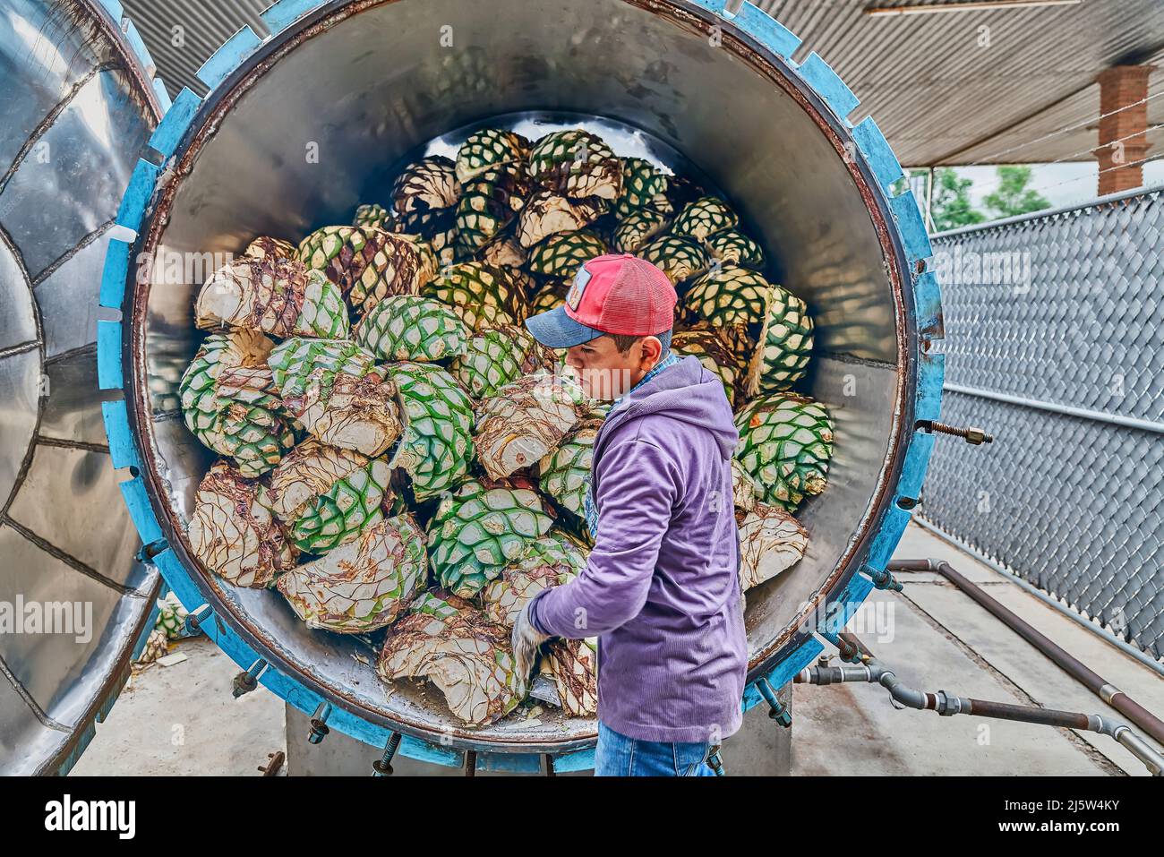 Man piling agave in oven ready to steam it Stock Photo - Alamy