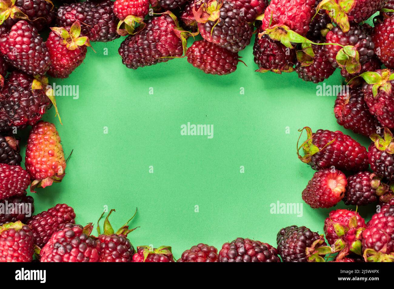 Fresh blackberries on green background with copy space Stock Photo - Alamy
