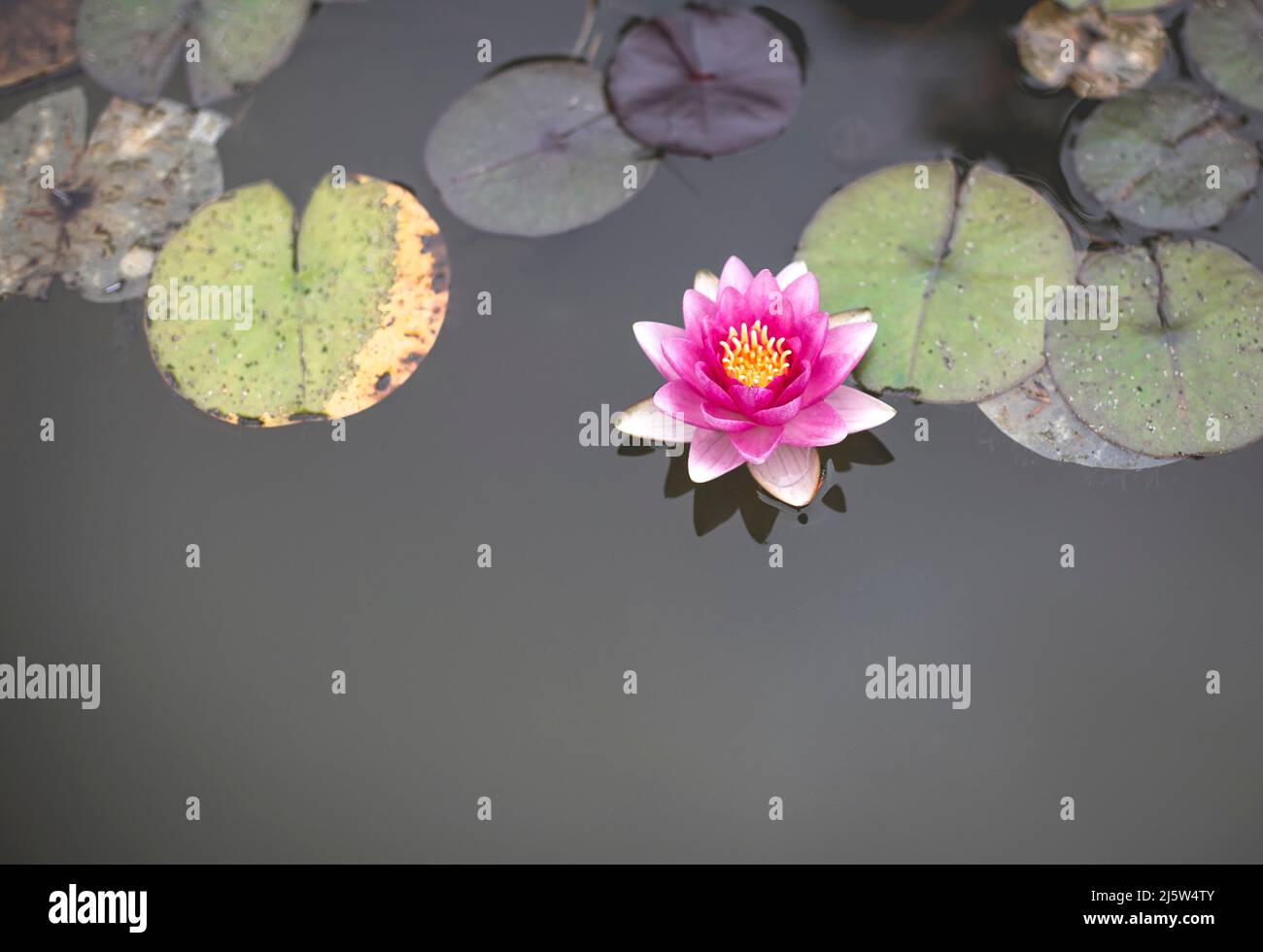 Pink lotus flower and lilly pads floating on water Coos Bay, OR Stock ...