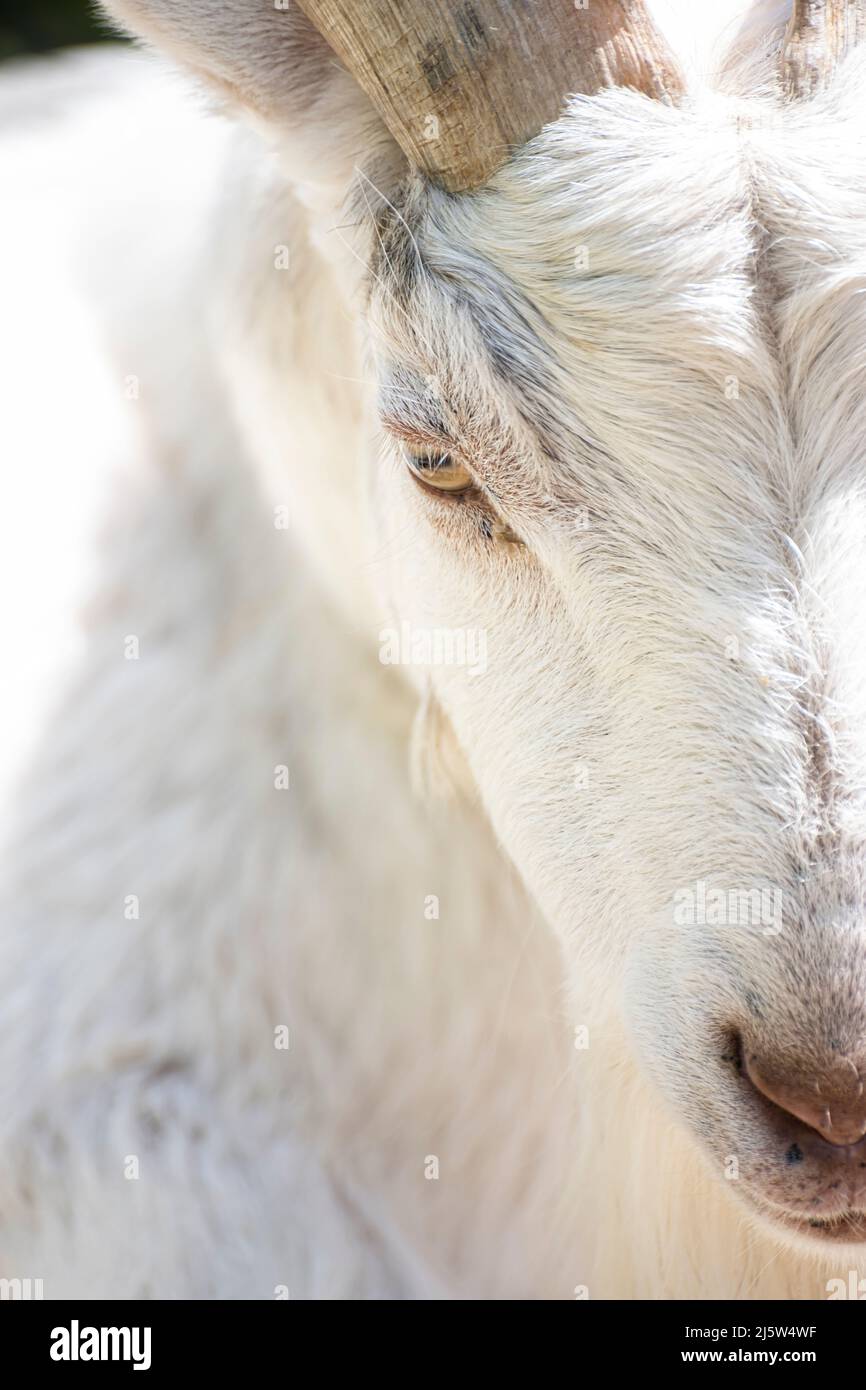 Goat hair material hi-res stock photography and images - Alamy