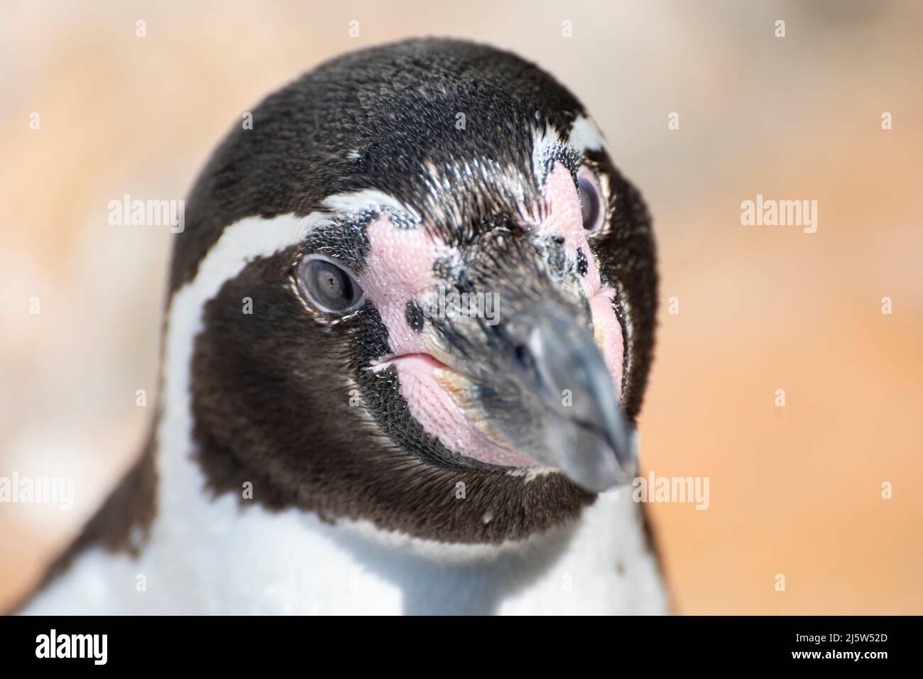 Cute penguins face close up Stock Photo - Alamy