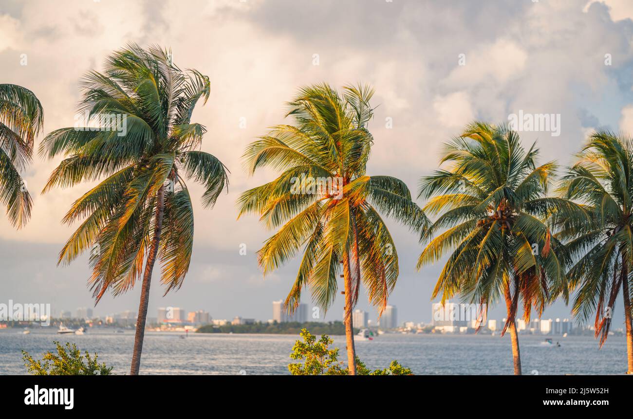 palms views tropical in Miami usa florida Stock Photo - Alamy
