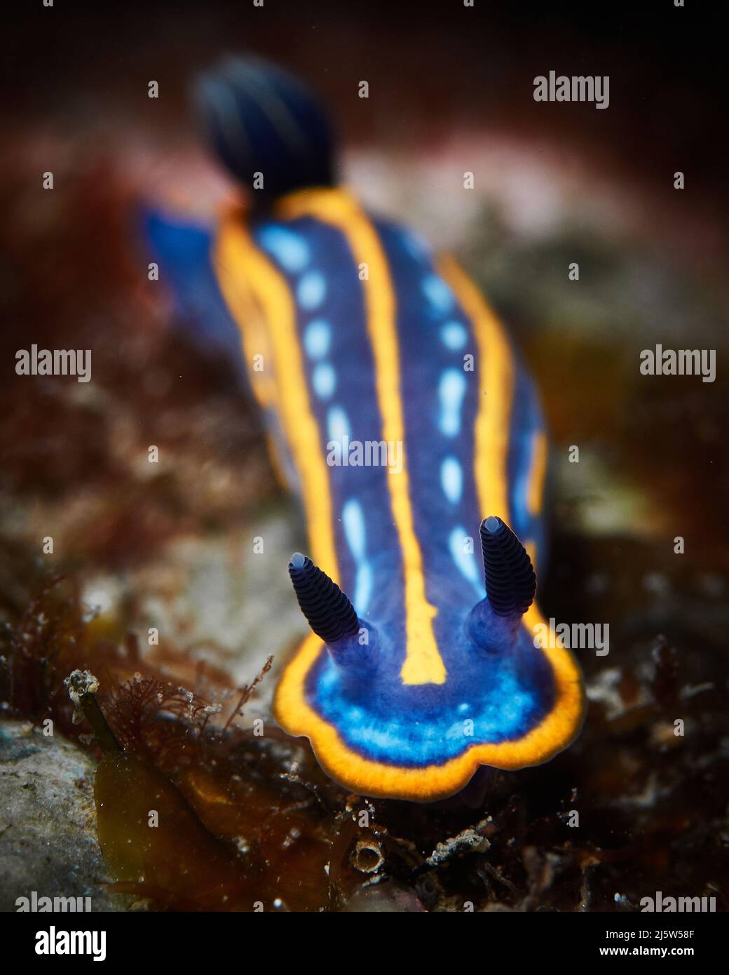 Beautiful nudibranch hi-res stock photography and images - Alamy