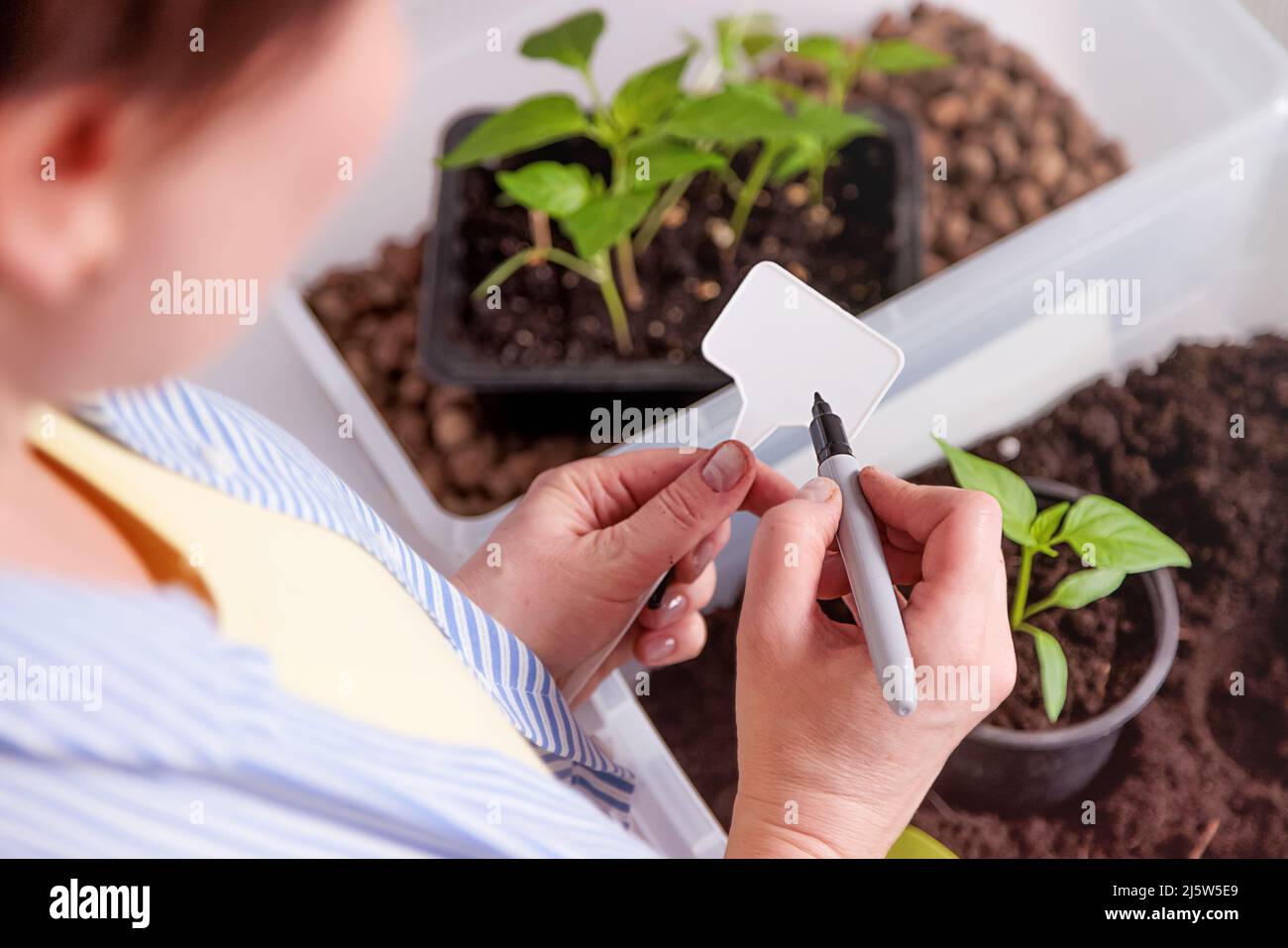 a woman marks seedlings, which she plants in pots Stock Photo - Alamy