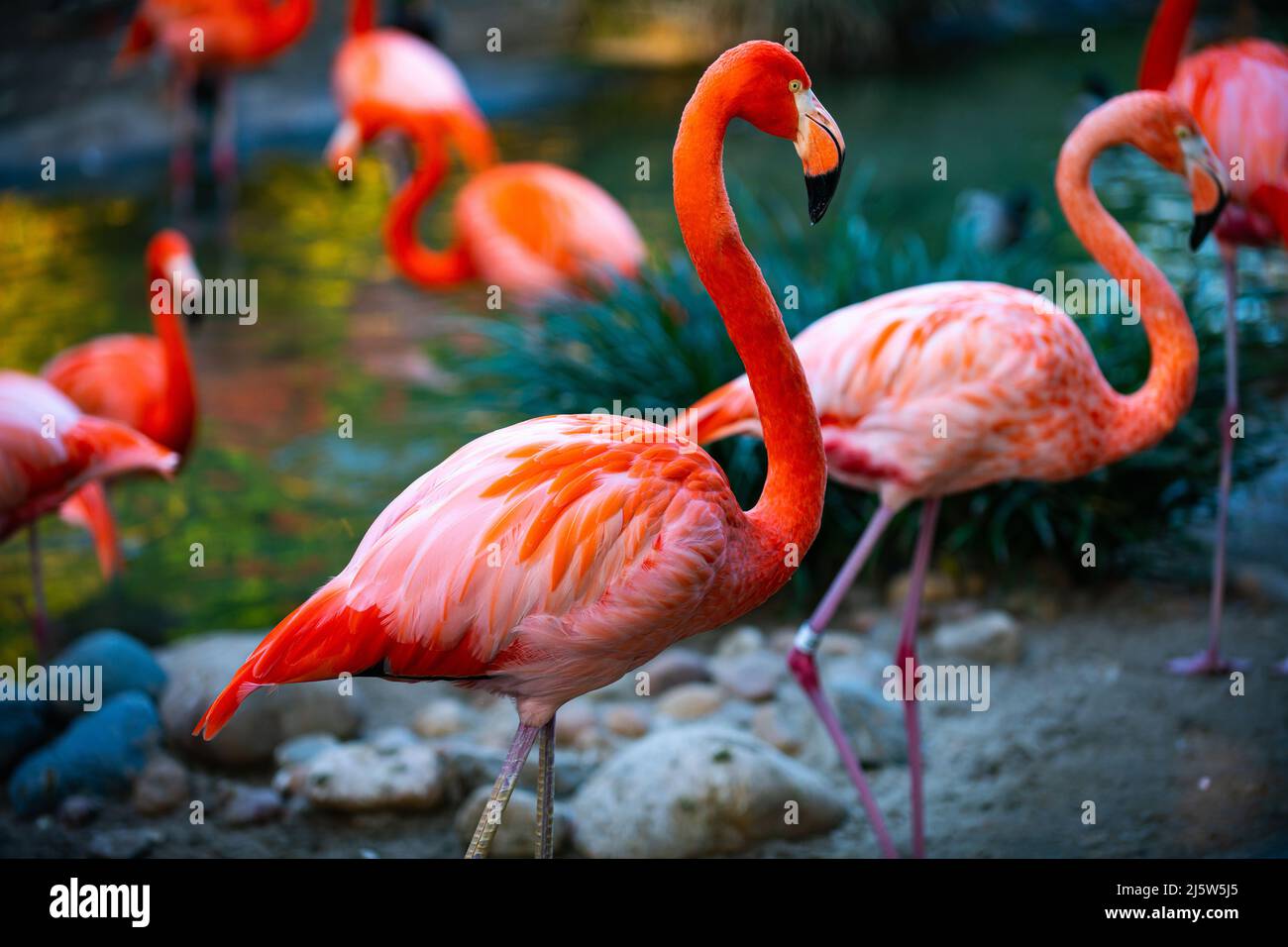 Beautiful flamingos walking in the water with green grasses background ...