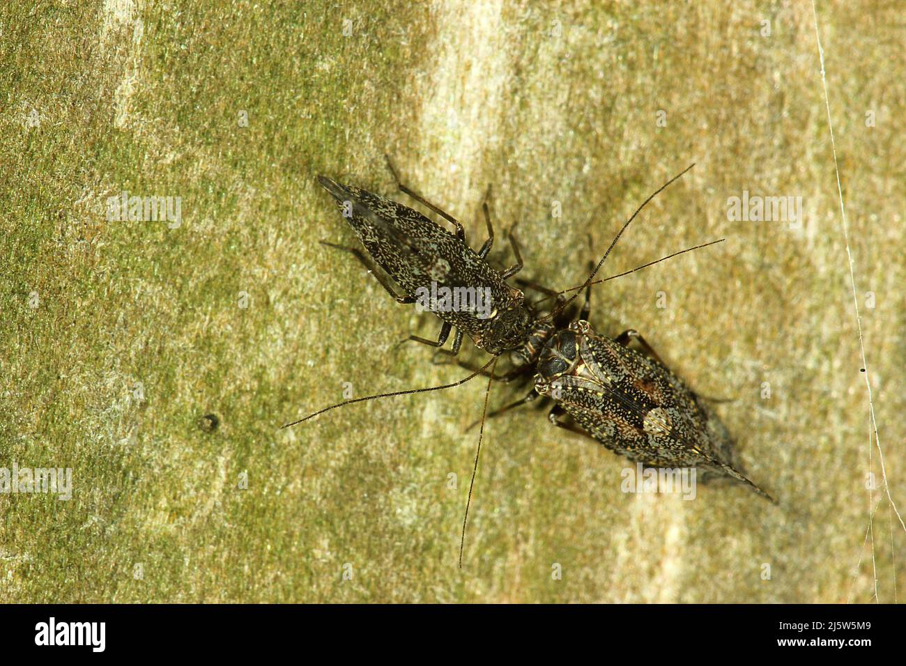 Nimbopsocus hi-res stock photography and images - Alamy
