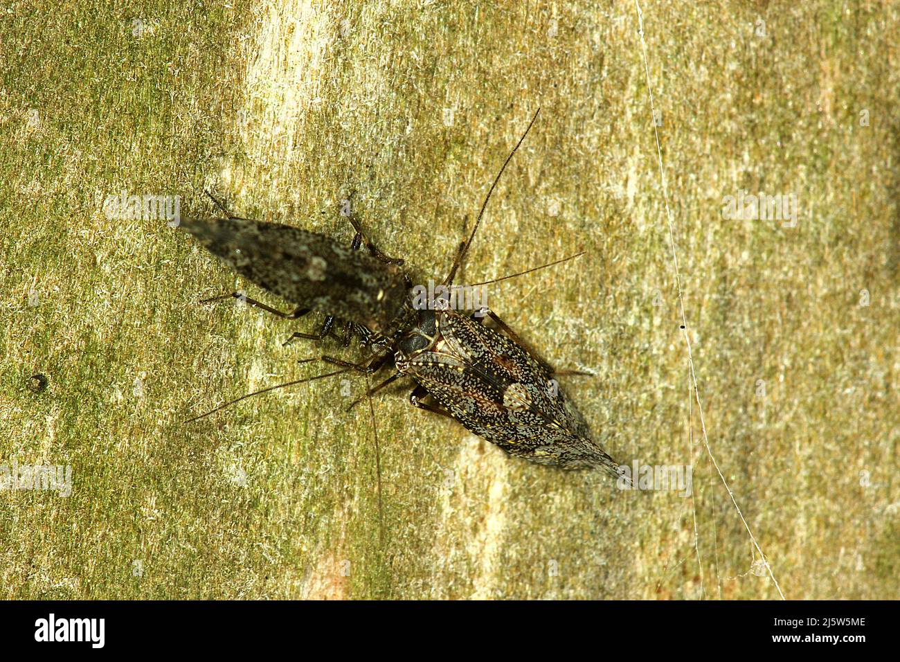 New Zealand bark lice (Nimbopsocus australis Stock Photo - Alamy