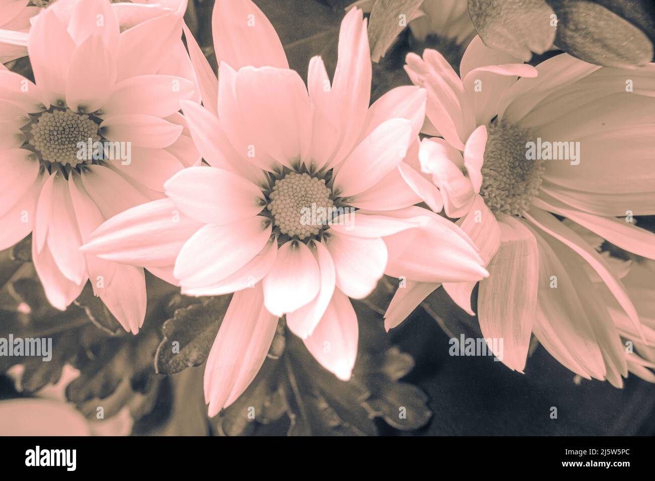 Smidge hi-res stock photography and images - Alamy