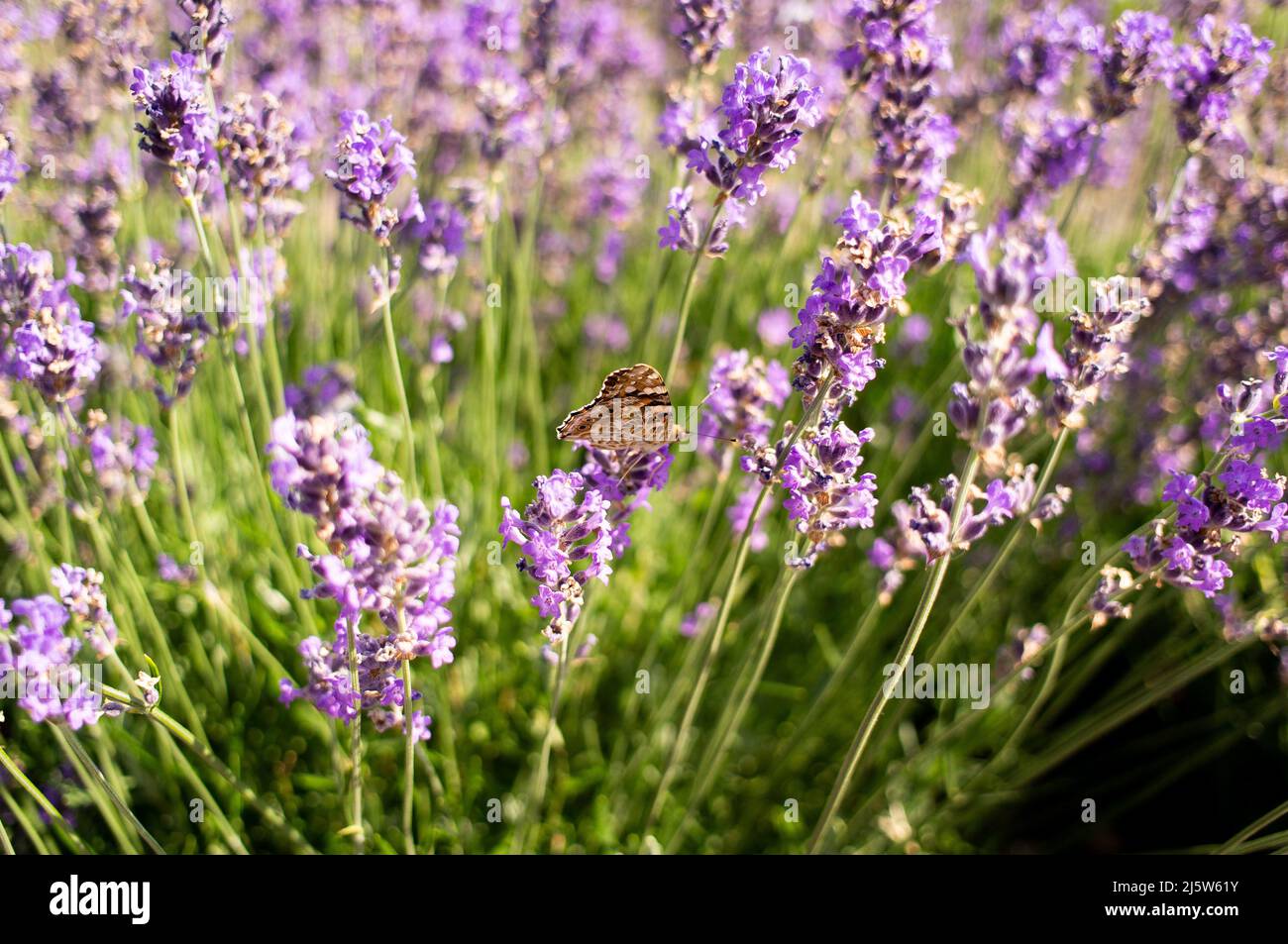 Flowering lavender in a field and a butterfly on a flower. Summer and ...