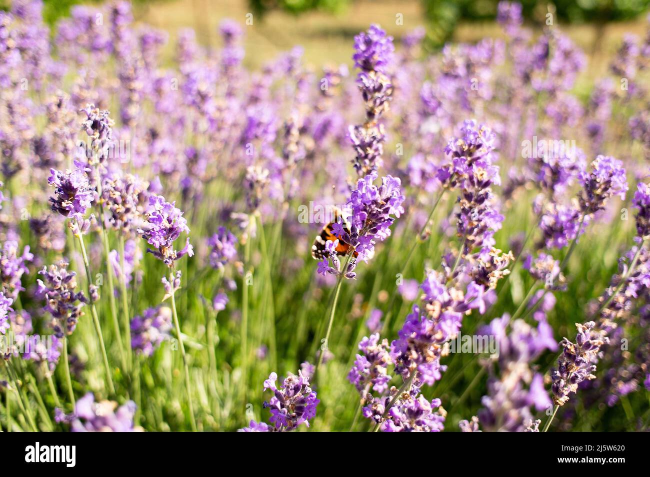 Flowering lavender and butterfly hi-res stock photography and images ...