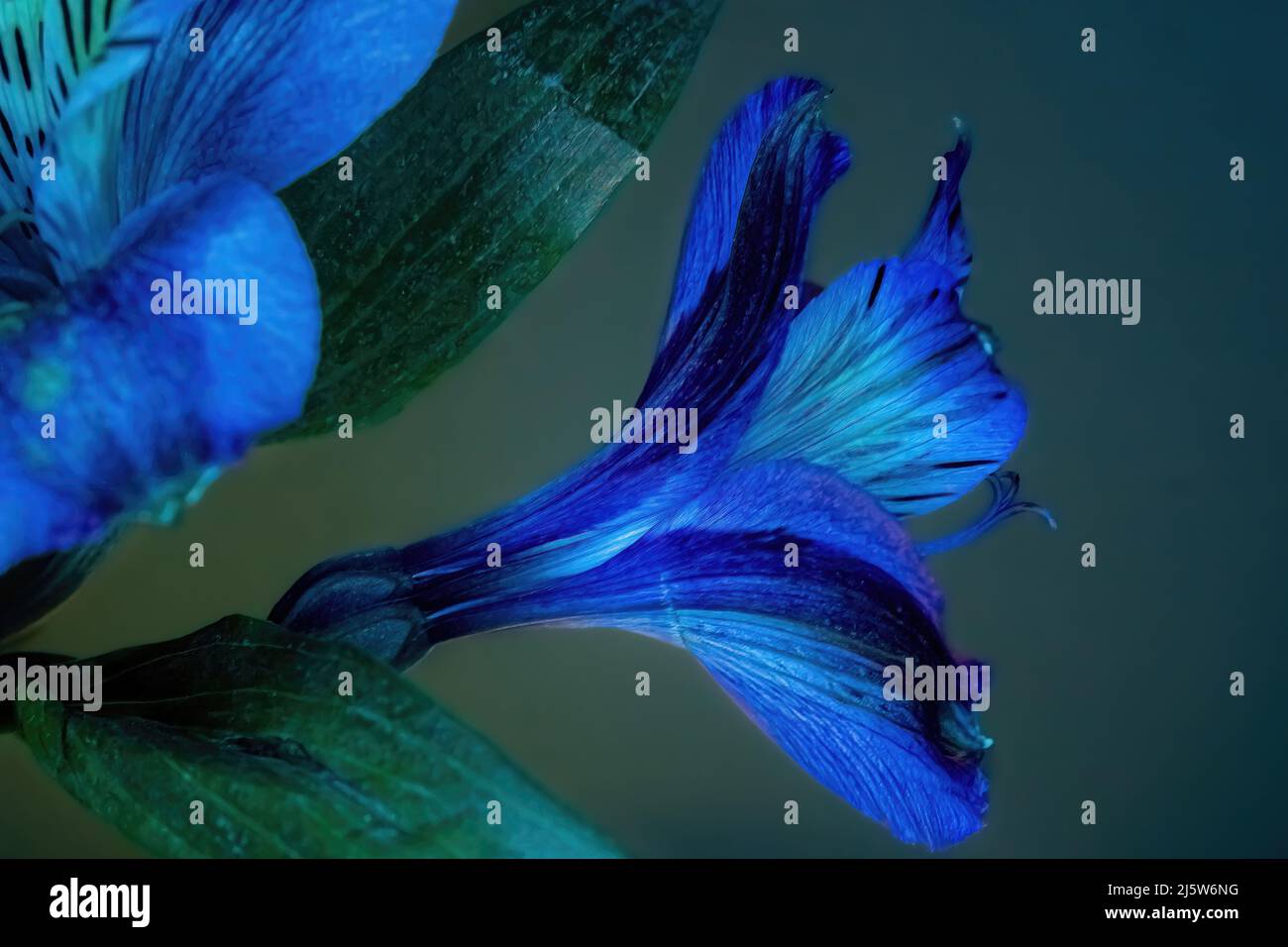 A bright side view of a blooming iris Stock Photo - Alamy