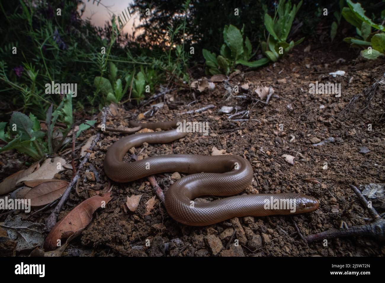 Boidae family hi-res stock photography and images - Alamy