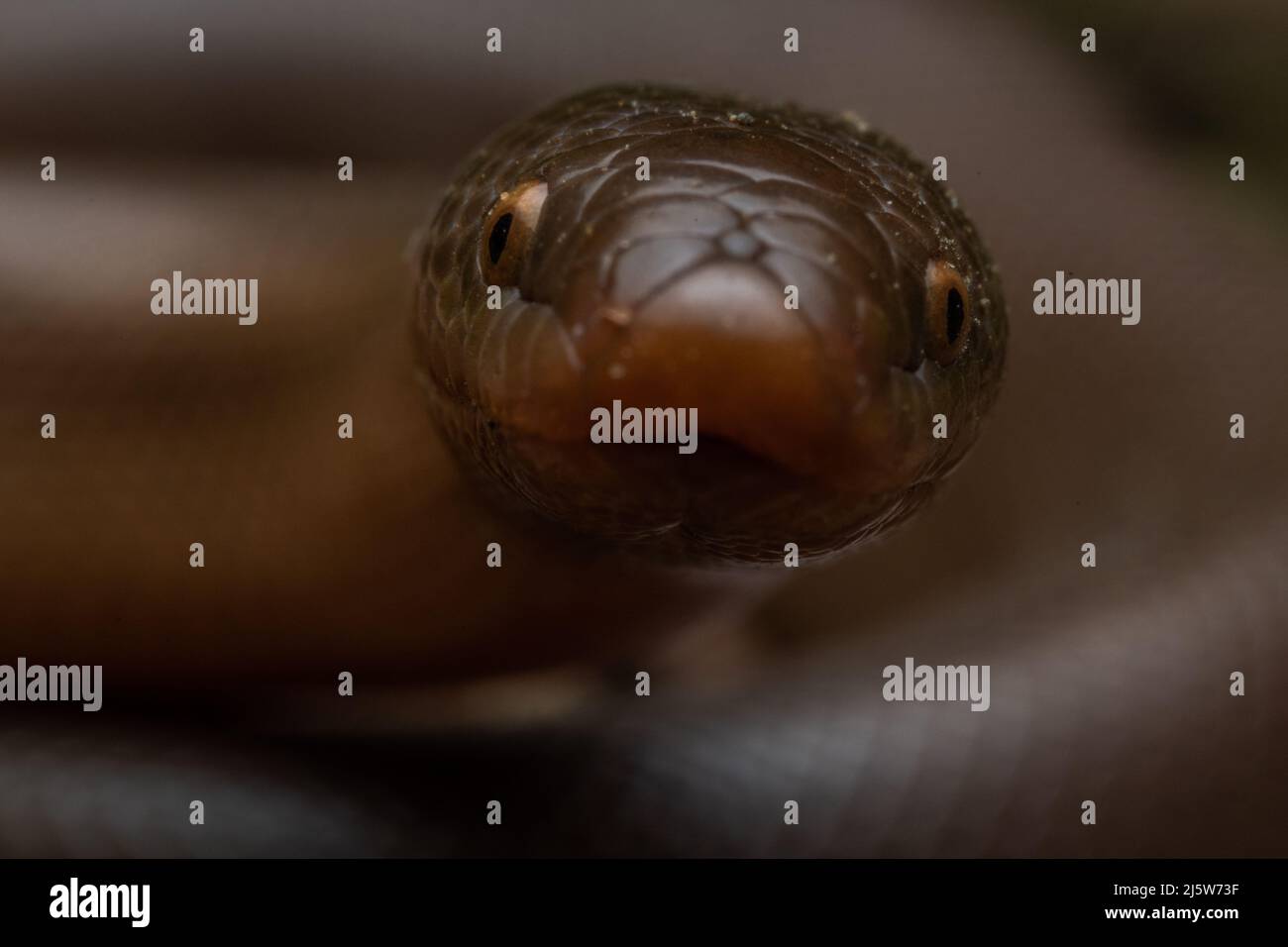 The Northern rubber boa (Charina bottae) is the northernmost species in ...