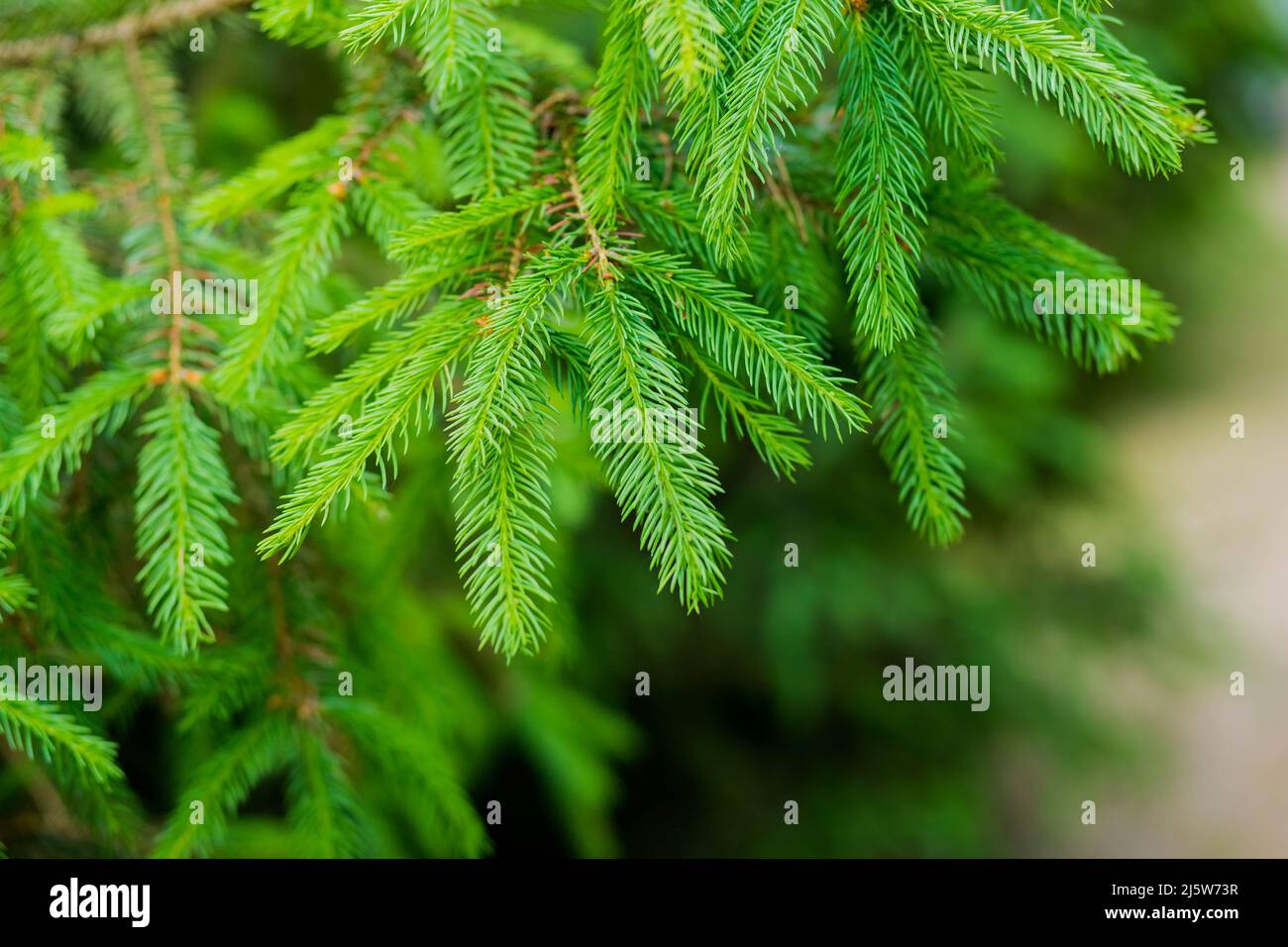 Picea bud twig conifer branch closeup needles spring hi-res stock ...