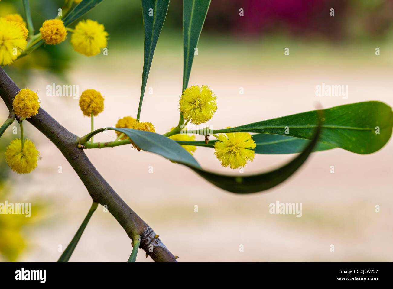 Yellow blossoms of a flowering Cootamundra wattle Acacia baileyana tree ...