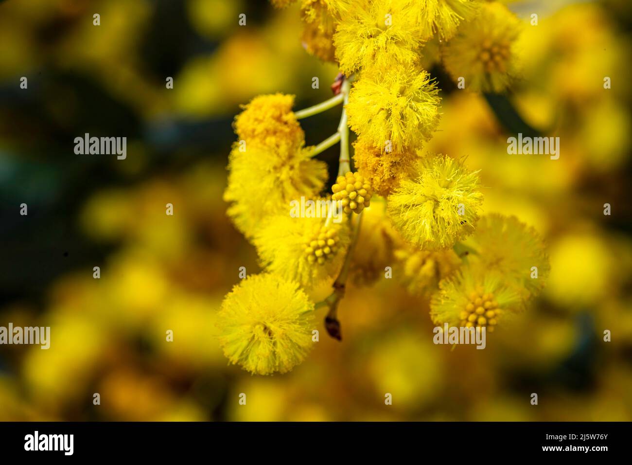 Yellow blossoms of a flowering Cootamundra wattle Acacia baileyana tree ...