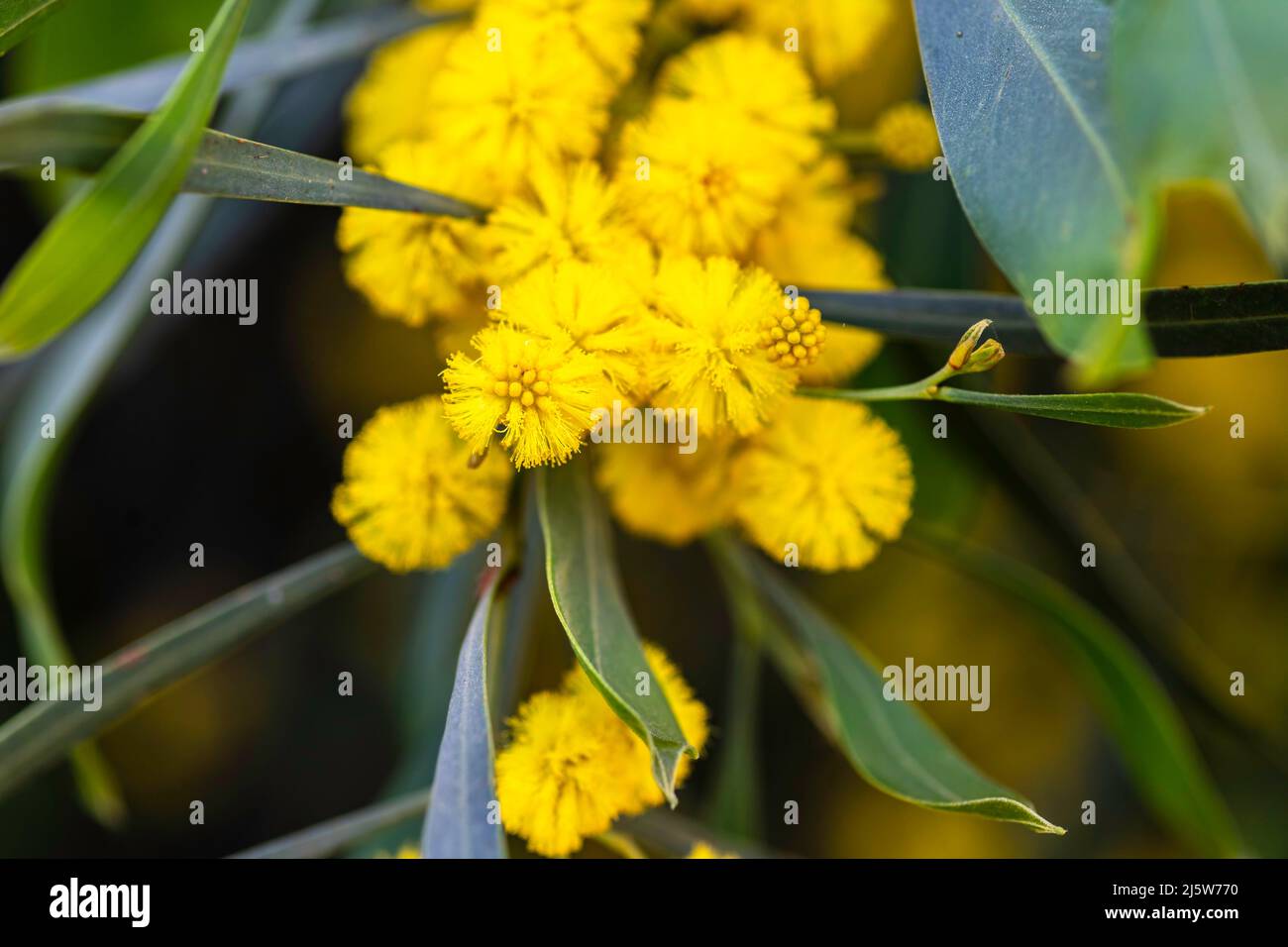 Yellow blossoms of a flowering Cootamundra wattle Acacia baileyana tree ...