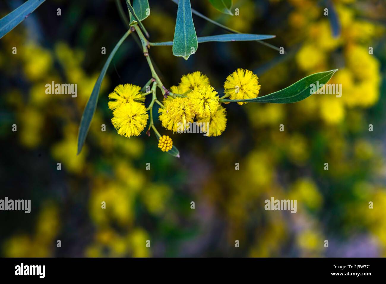 Yellow blossoms of a flowering Cootamundra wattle Acacia baileyana tree ...
