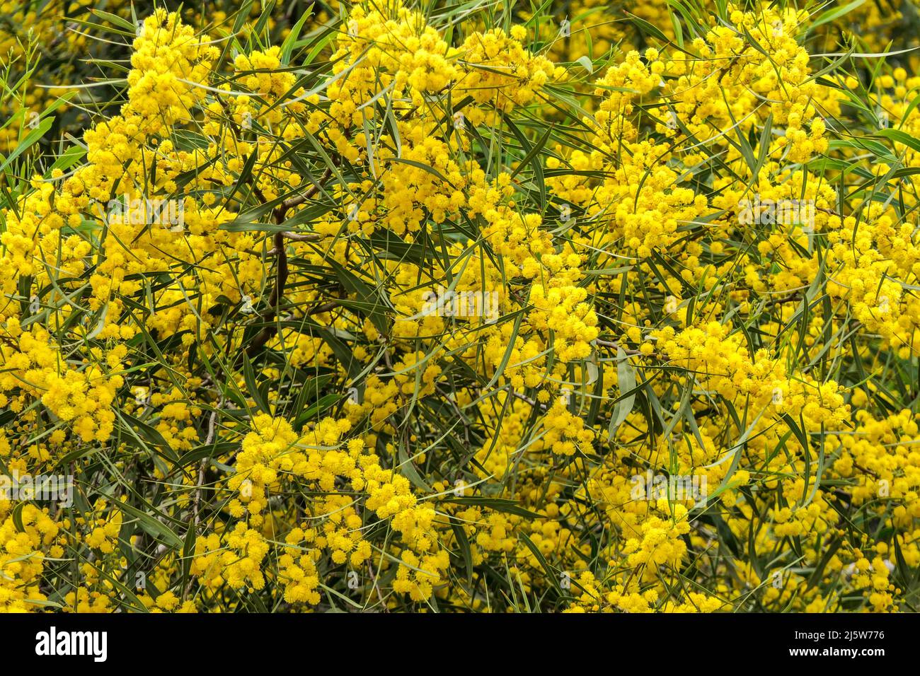 Acacia tree bright background hi-res stock photography and images - Alamy