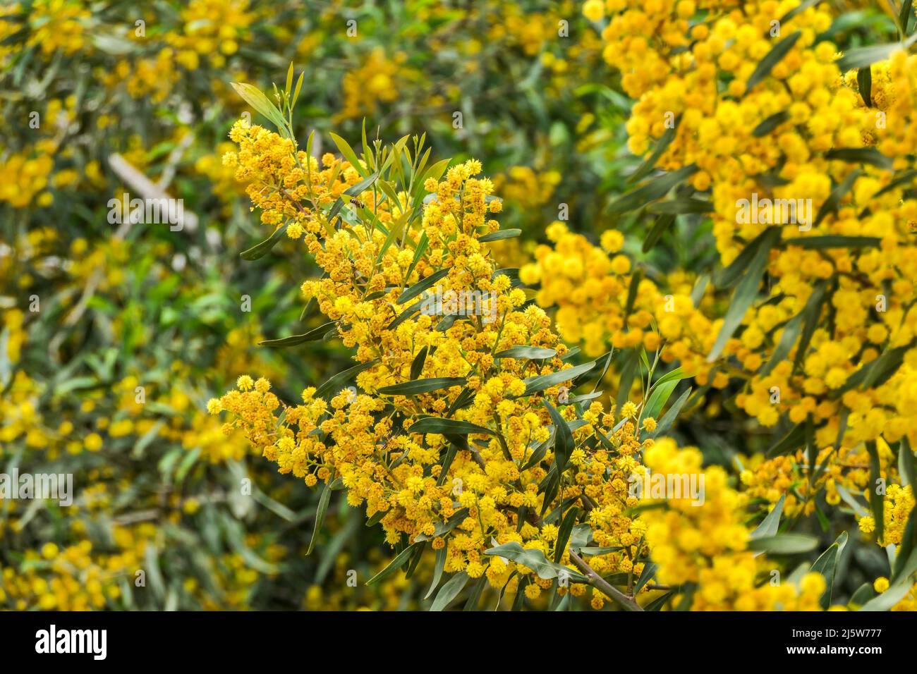 Yellow blossoms of a flowering Cootamundra wattle Acacia baileyana tree ...