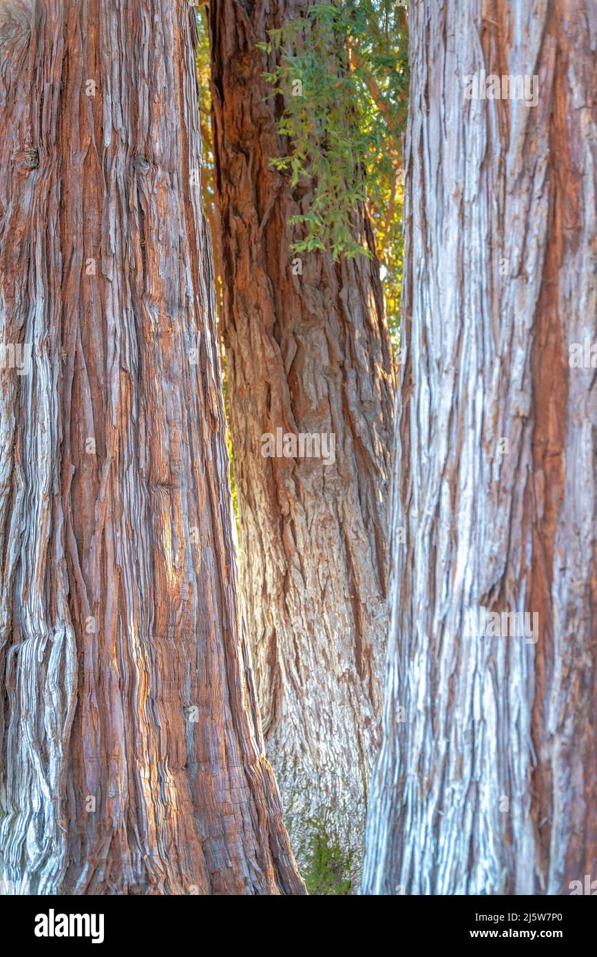 Large trunks of trees in Japanese Friendship Garden at San Jose ...