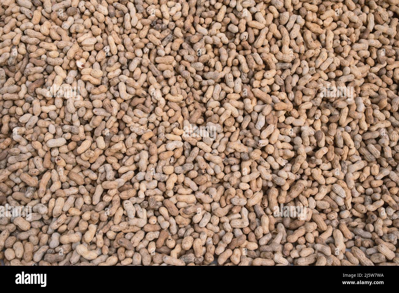 Background of unpeeled peanuts in the shell. Top view of the scattered ...