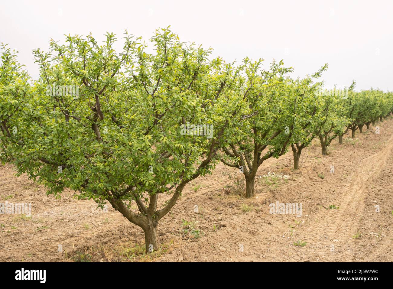 Plums tree in orchard hi-res stock photography and images - Alamy