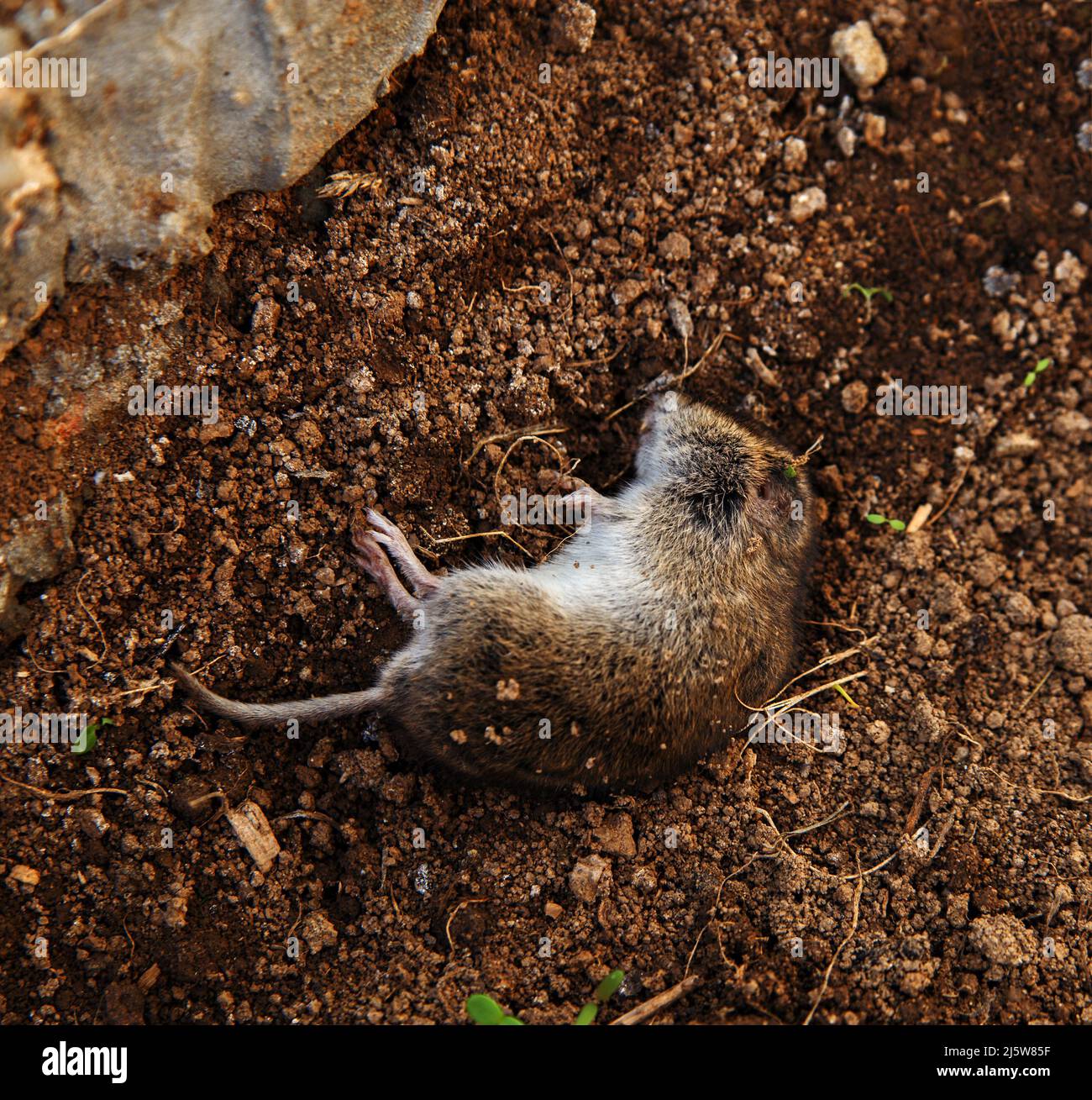 Dead field mouse lying on brown soil Stock Photo - Alamy