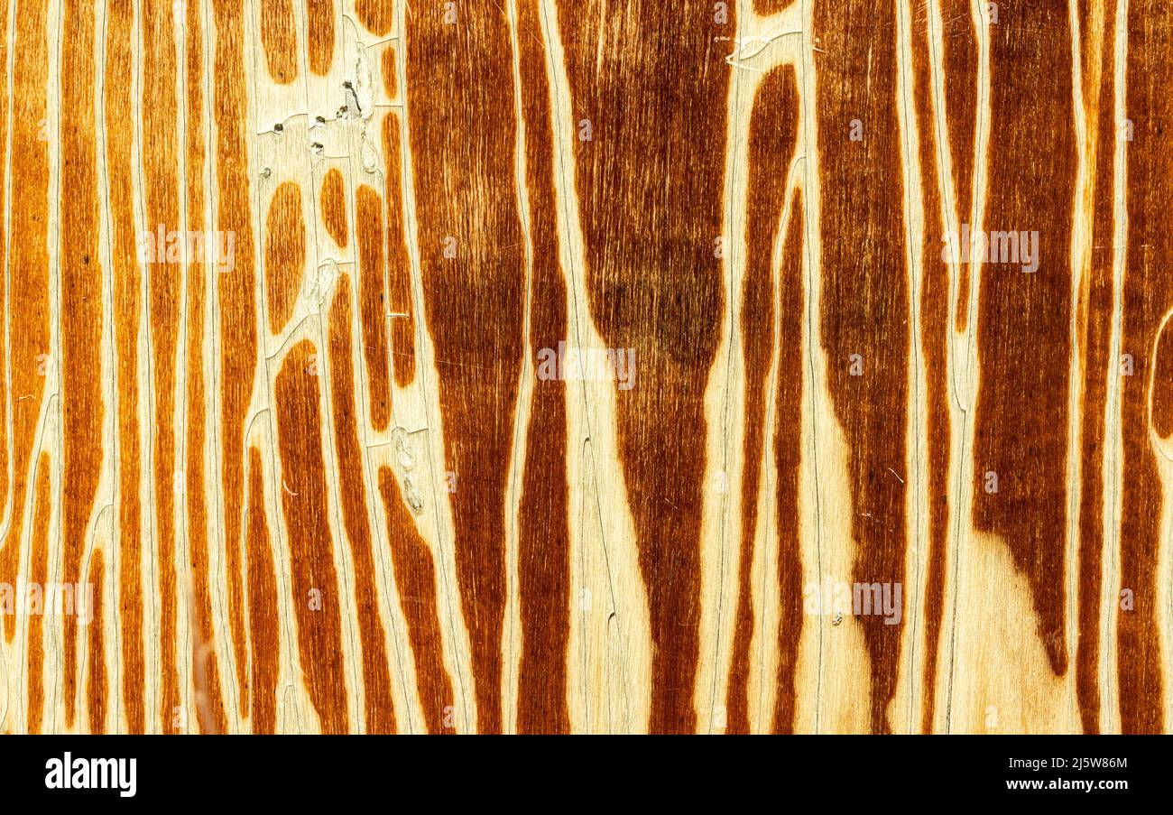Old wooden background or texture. High quality photo Stock Photo - Alamy