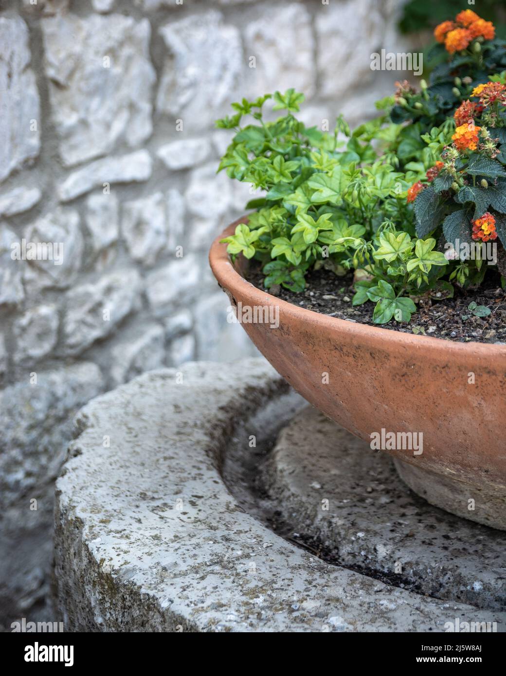 Green pot flowers home hi-res stock photography and images - Alamy