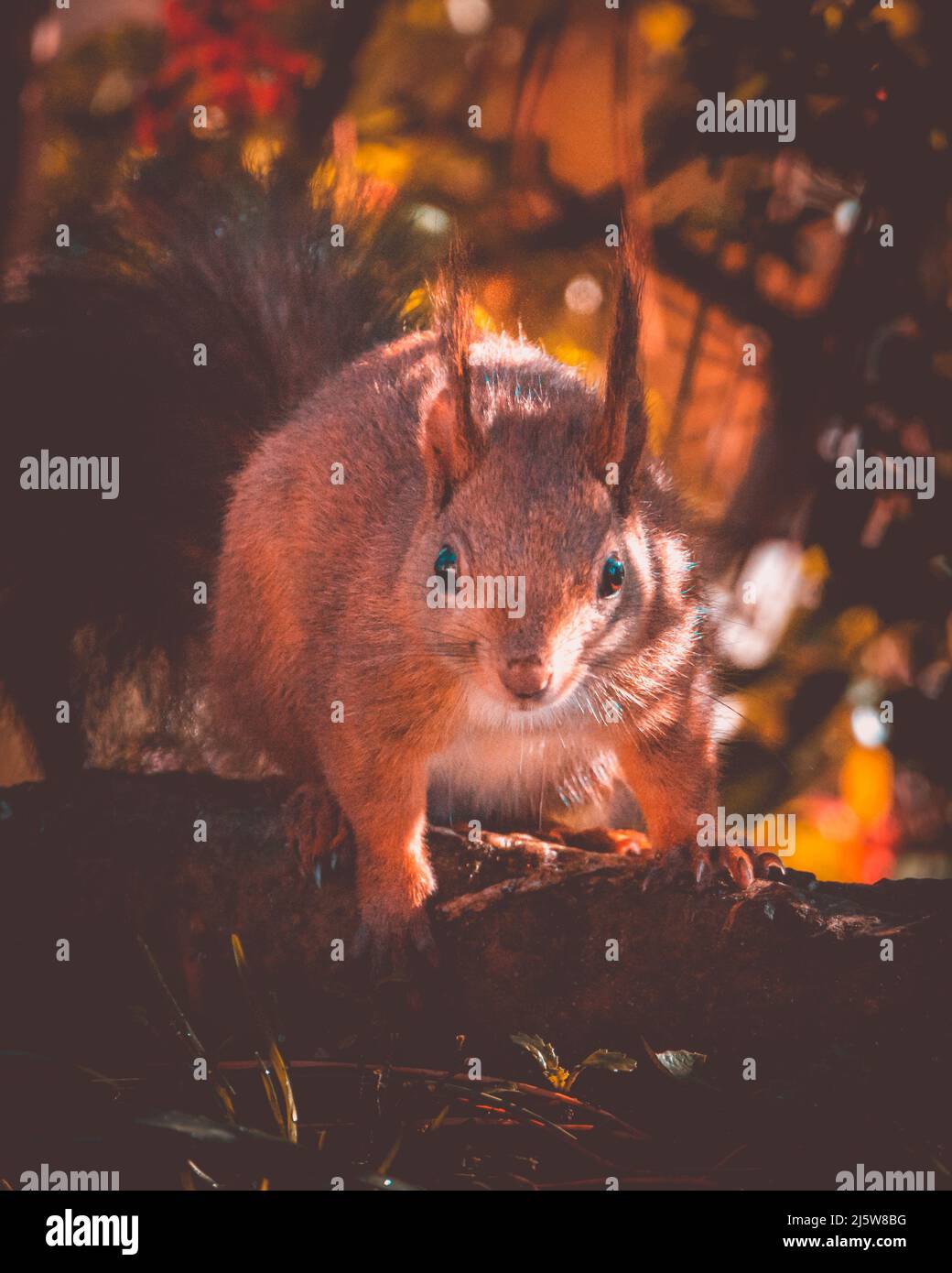 Red squirrel close up on moss hi-res stock photography and images - Alamy