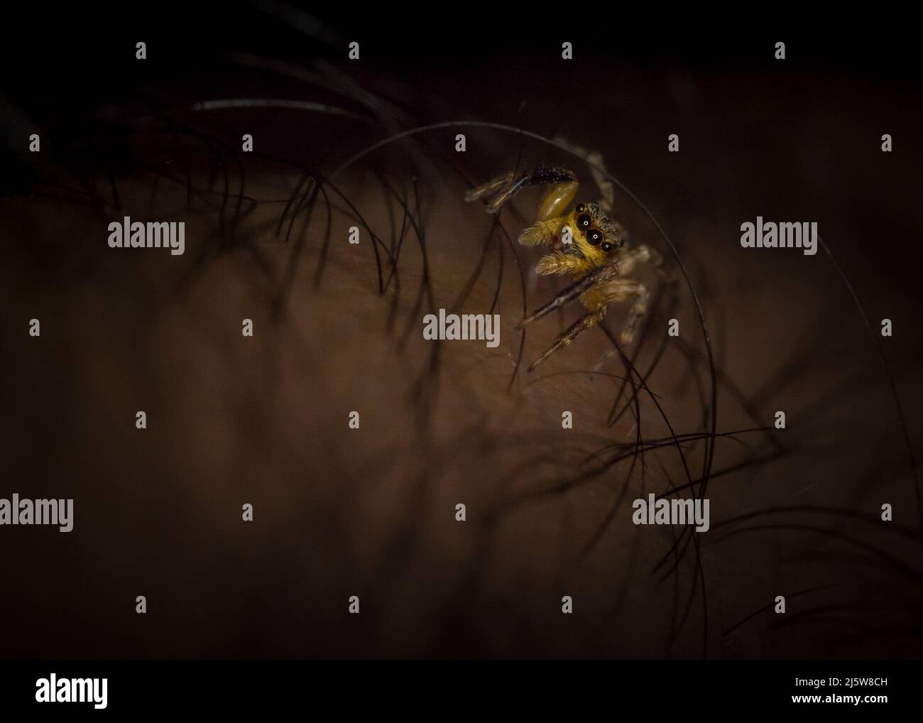 Closeup spiders face hi-res stock photography and images - Alamy