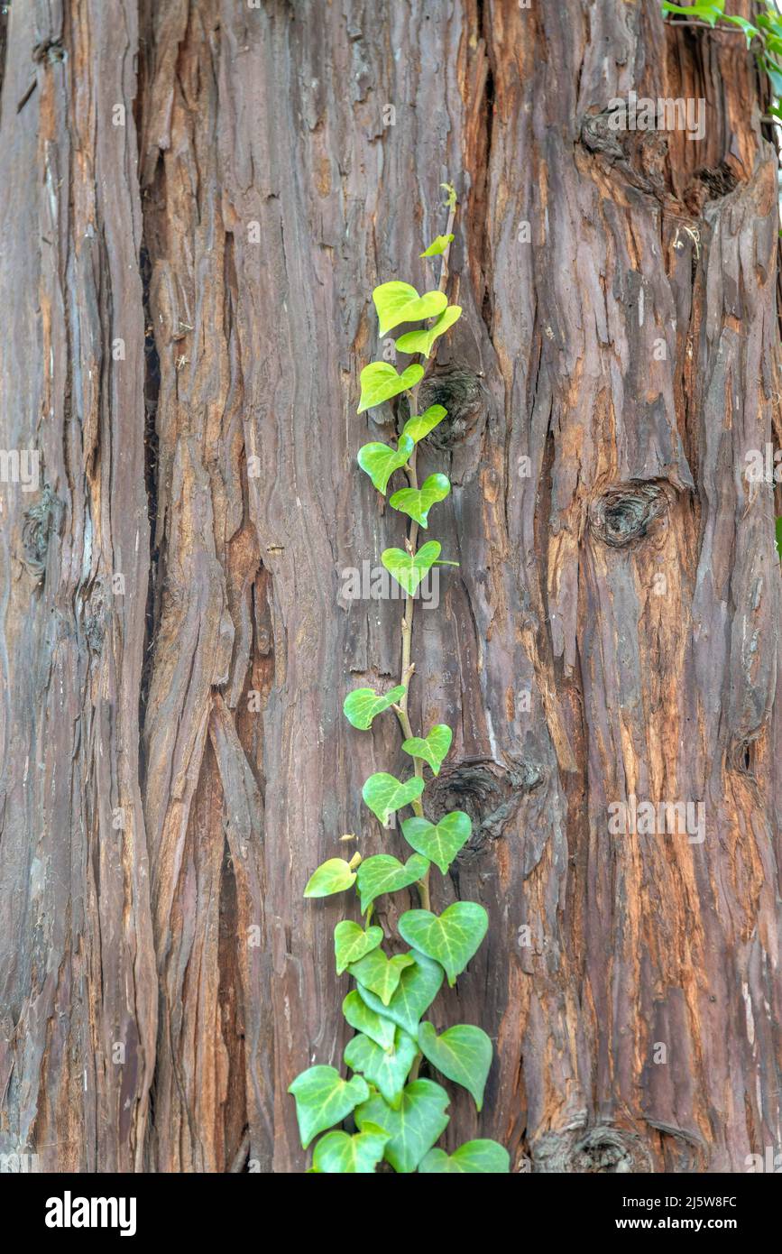 Climbing plant with heart shaped leaves at Japanese Friendship Garden ...