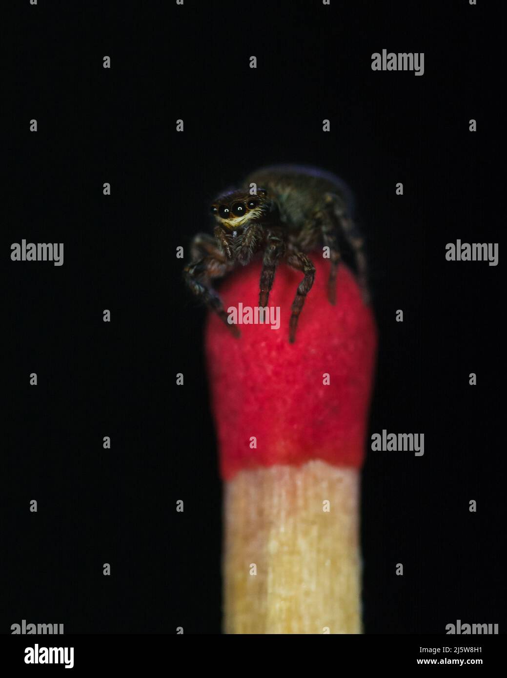 adorable spider posing on a match Stock Photo - Alamy