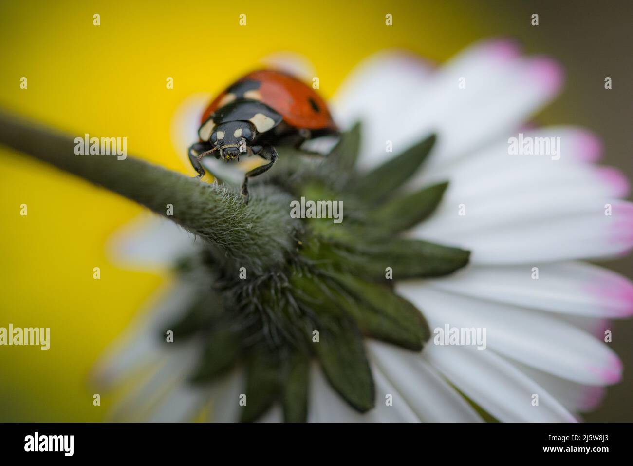 Red ladybug walking along the stem of a daisy, seen from below. Ladybug ...