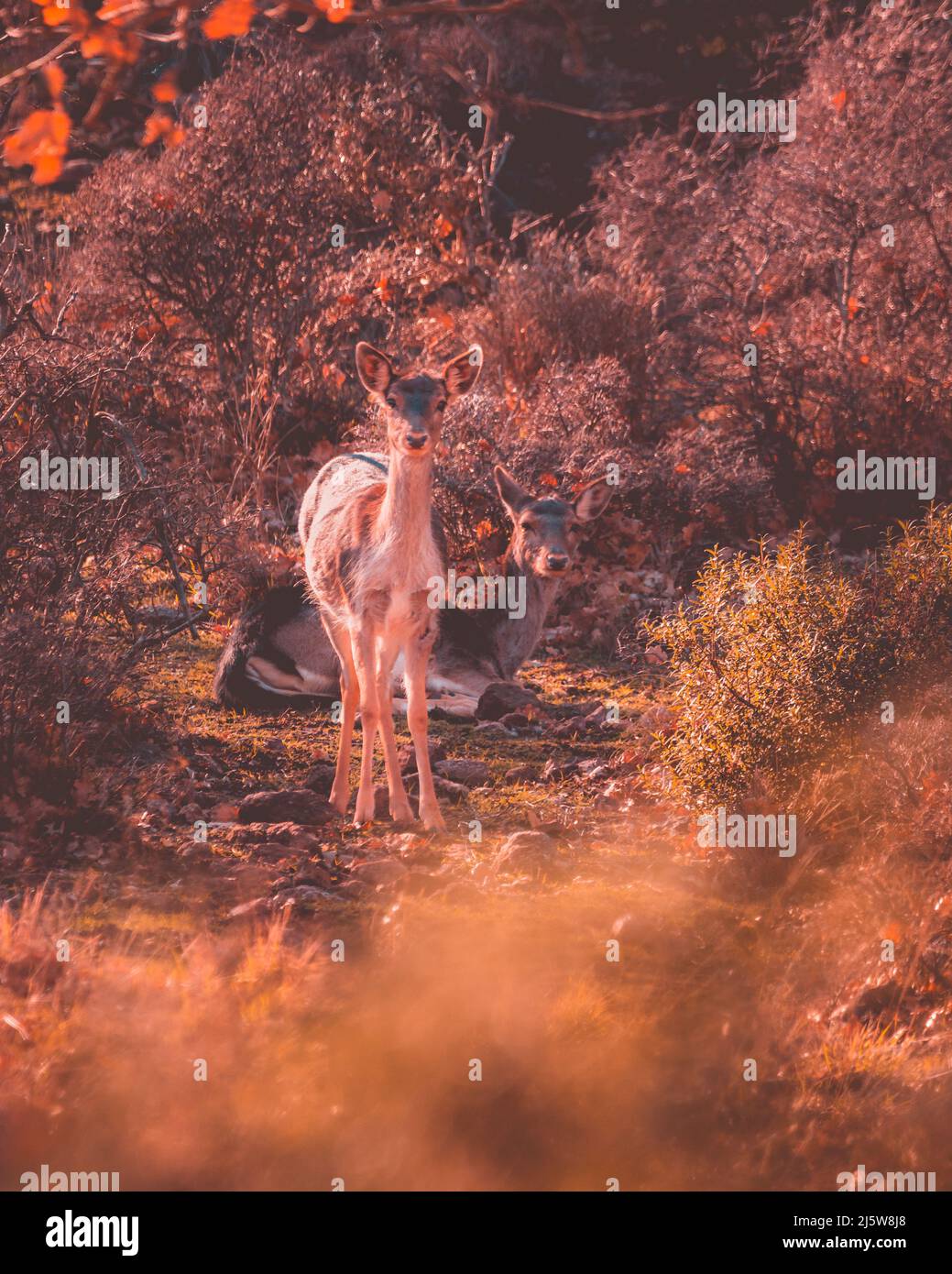Golden light wildlife portrait of a female spotted deer (dama dama) in ...