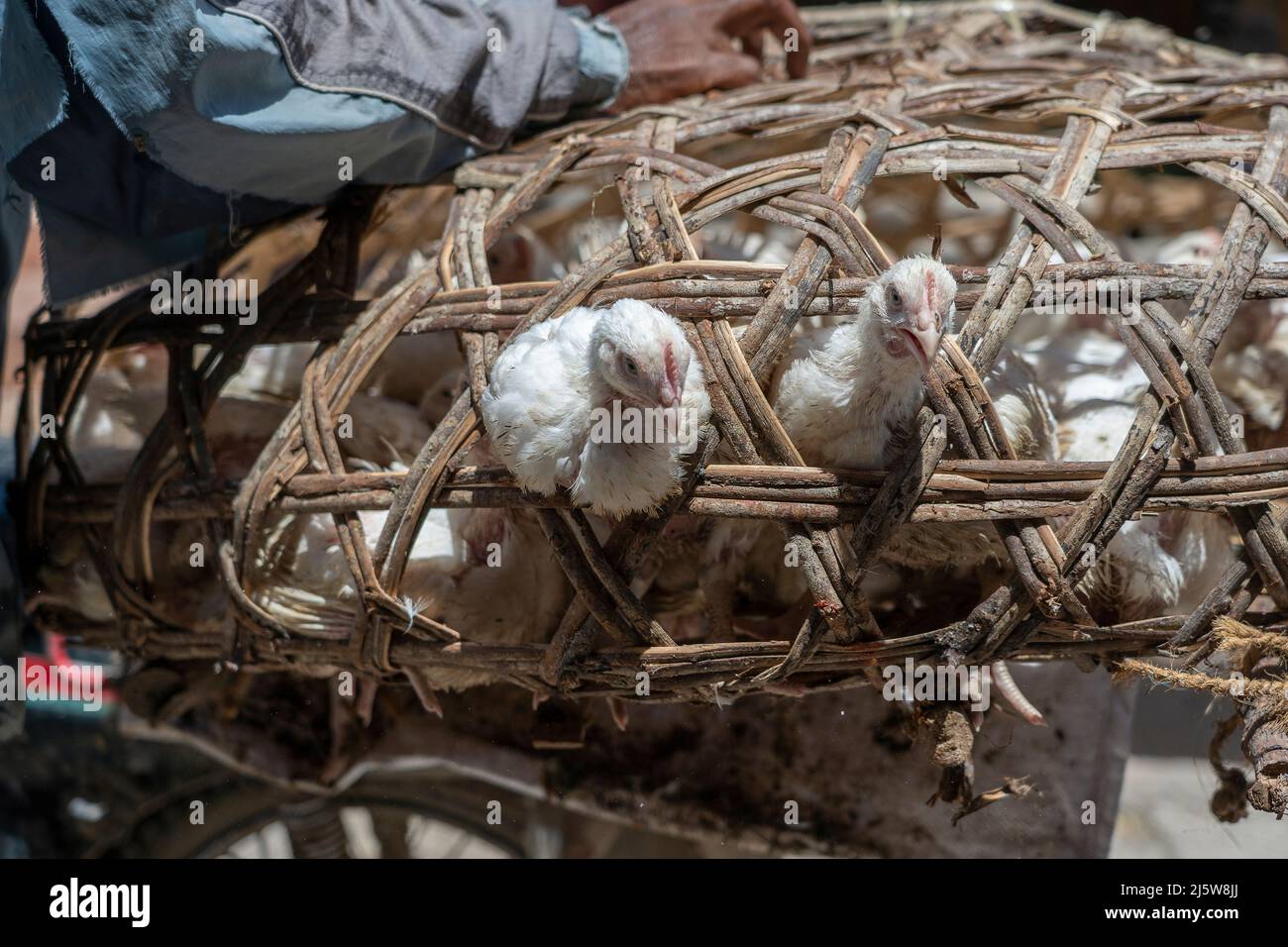 White hens in a straw cage are sold at the food market in Stone Town on ...