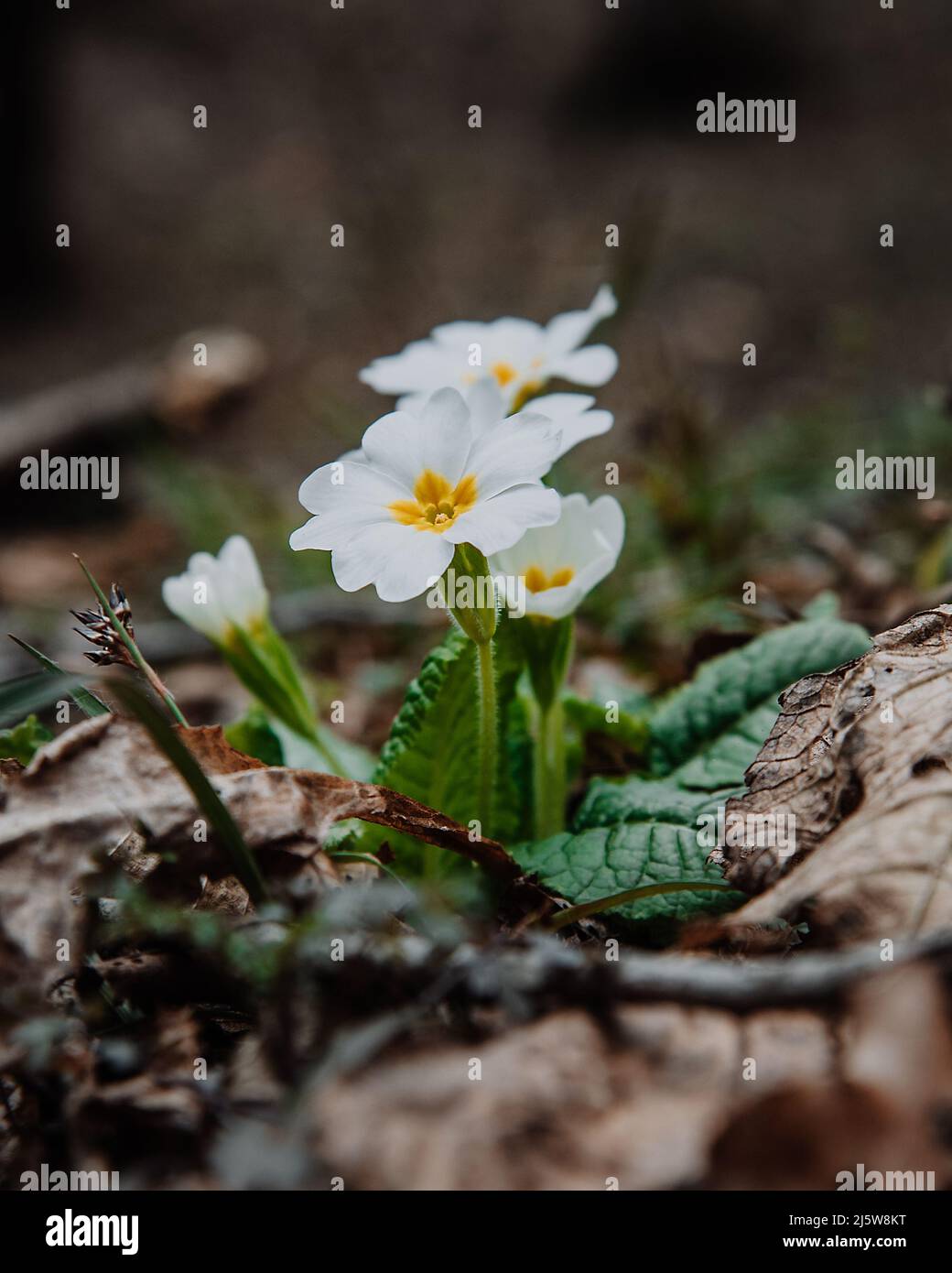 Primrose primula vulgaris park hi-res stock photography and images - Alamy