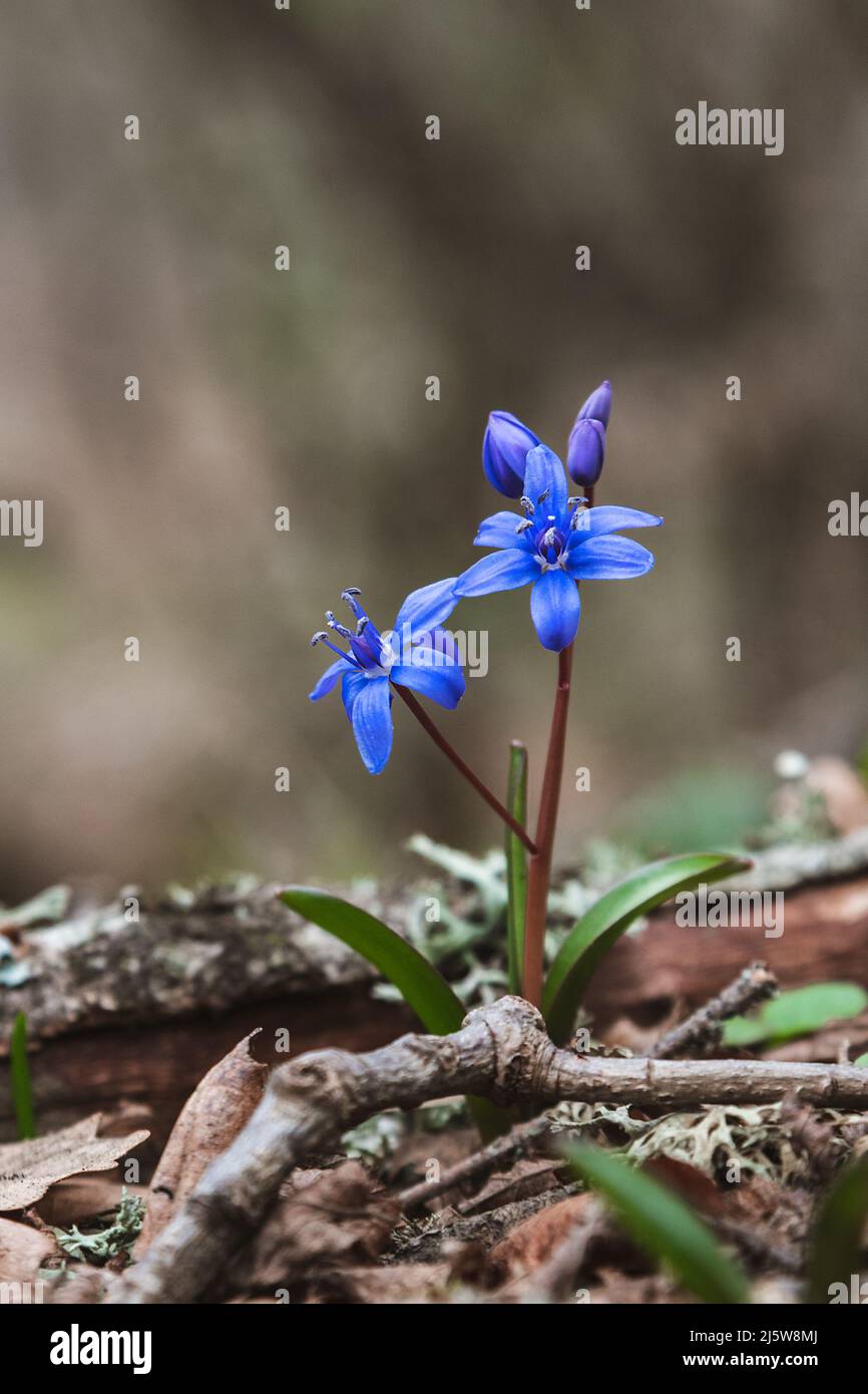 First spring flowers of Scilla bifolia, the alpine squill or two-leaf ...