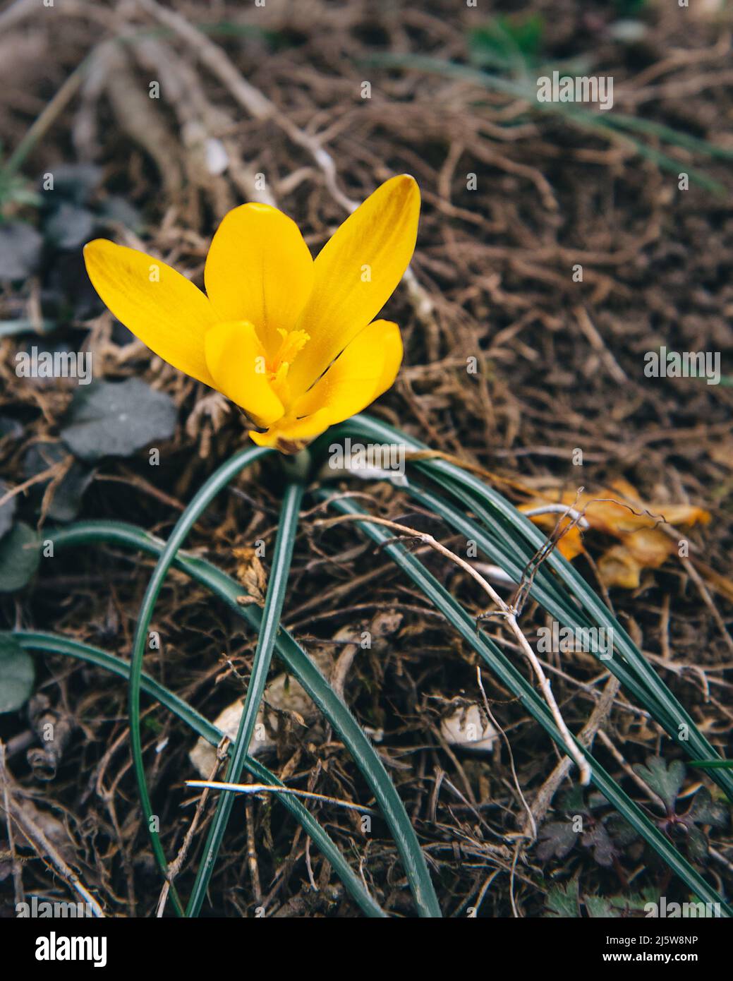 Susianus hi-res stock photography and images - Alamy