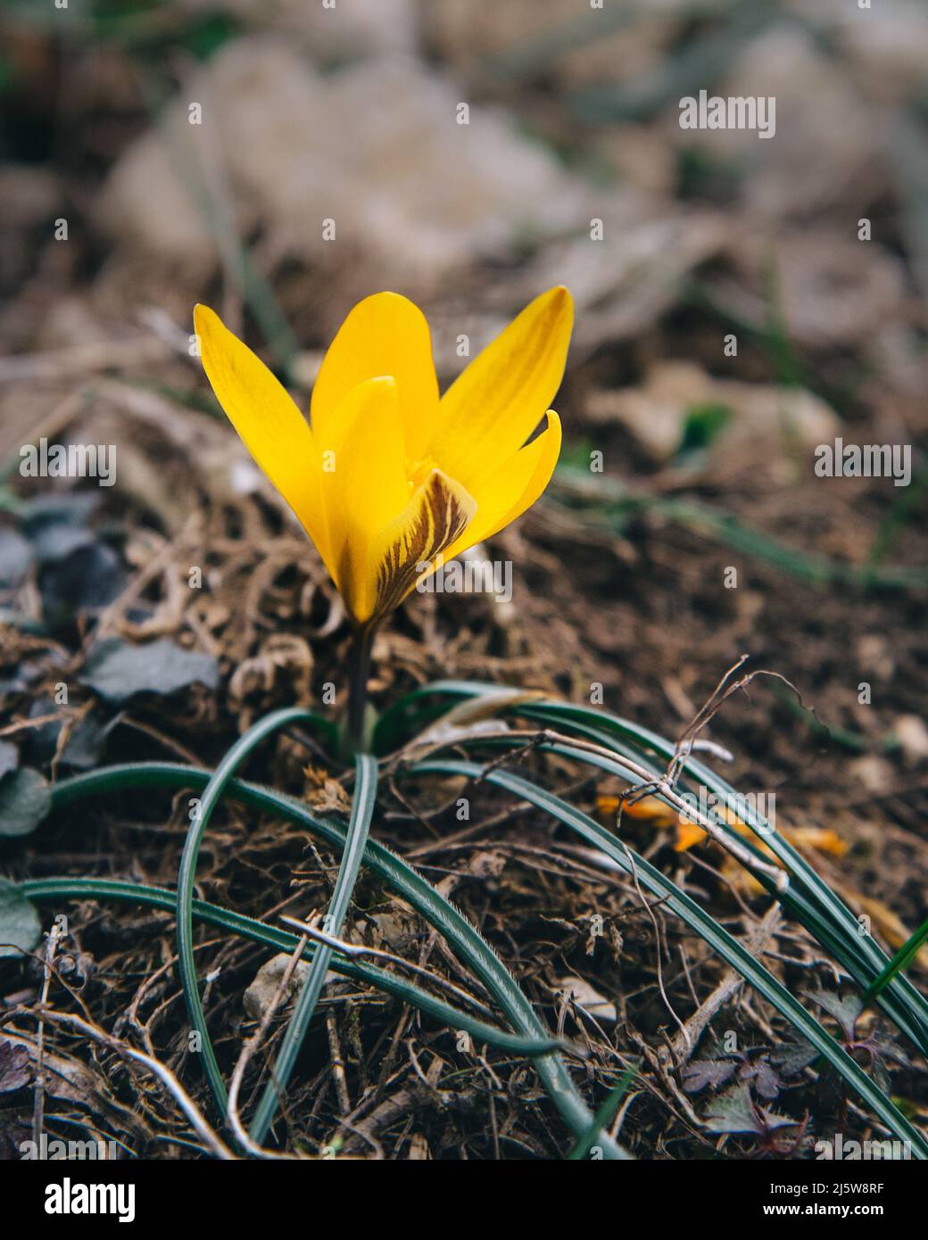 Susianus hi-res stock photography and images - Alamy