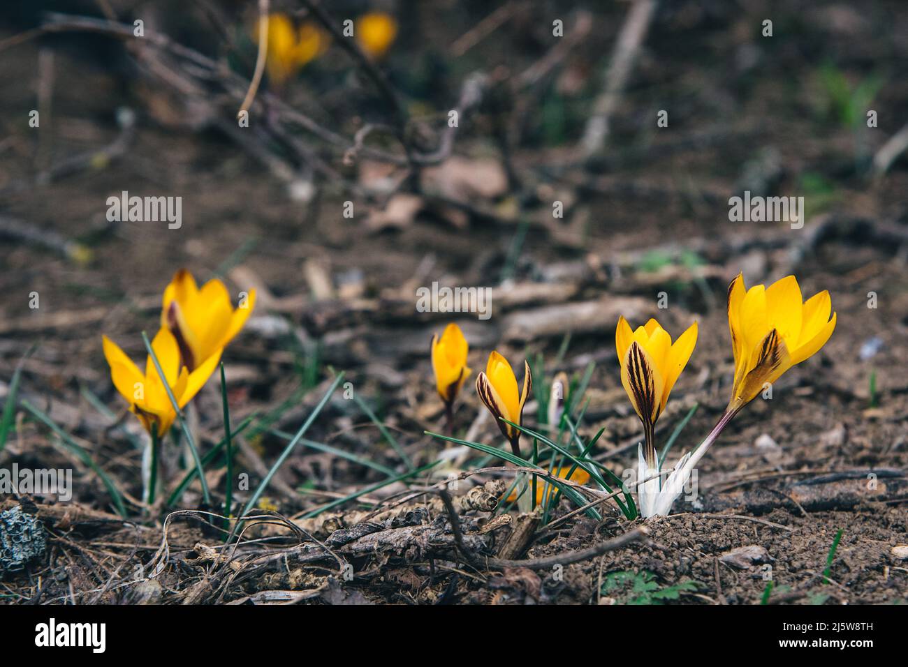 Yellow Crocus susianus flowers in spring Stock Photo - Alamy