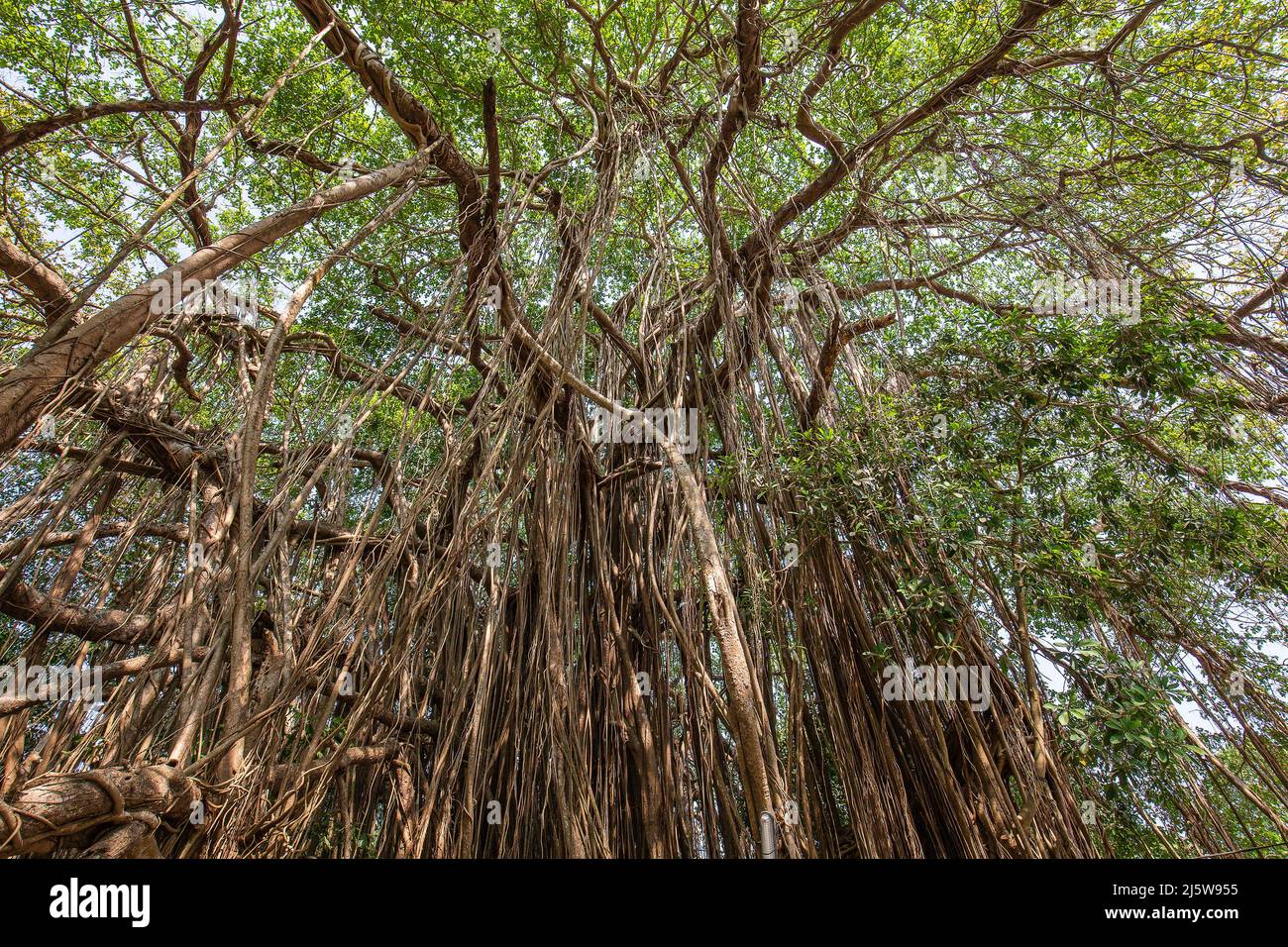 Old ancient Banyan tree with long roots that start at the top of the branches to the ground. Goa ...