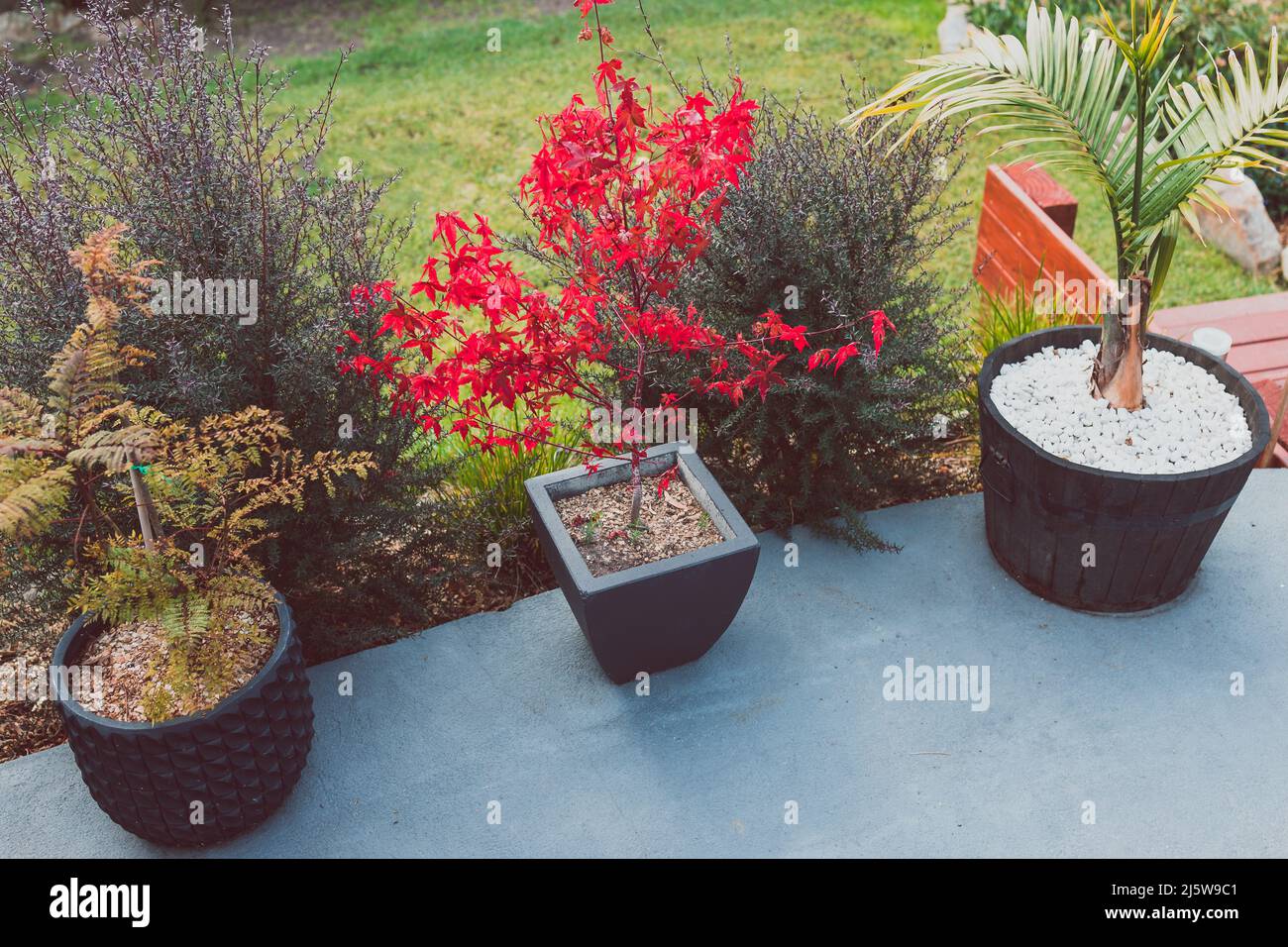 red Japanese maple next to palm and jacaranda tree in idyllic sunny ...