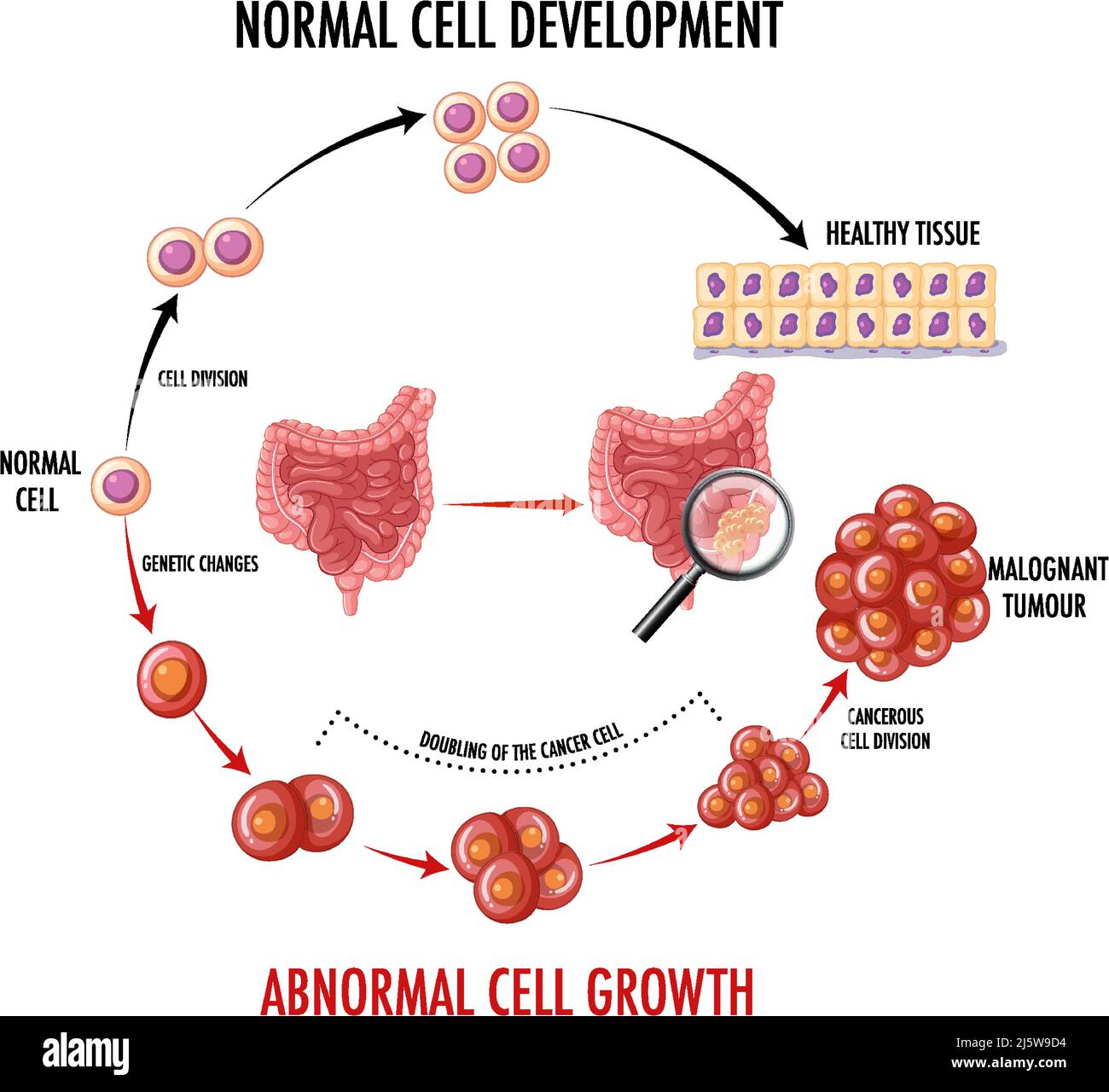 Diagram showing normal cell development illustration Stock Vector Image ...